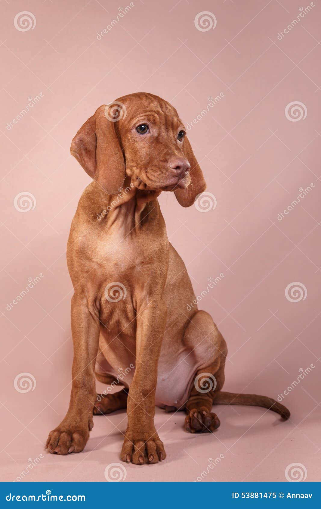 Dog Hungarian Vizsla Pointer Stock Image - Image of animal, pedigree ...