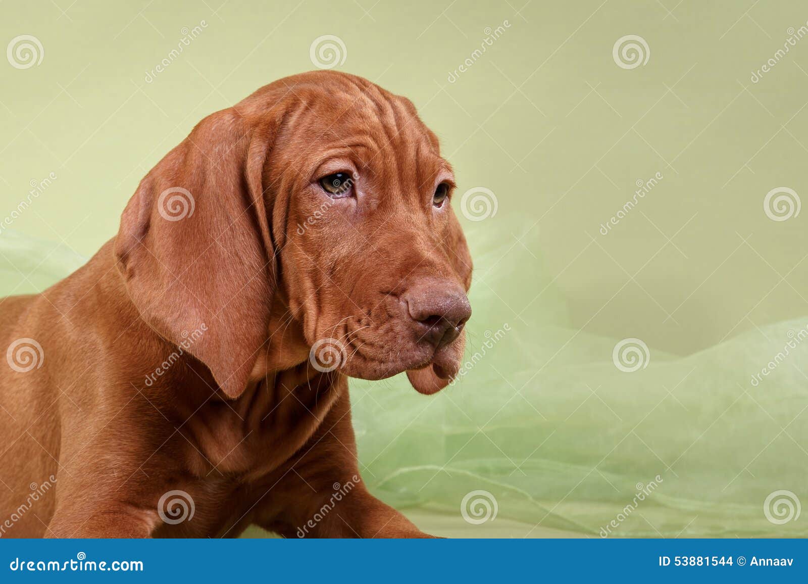 Dog Hungarian Vizsla Pointer Stock Photo - Image of hunter, flush: 53881544
