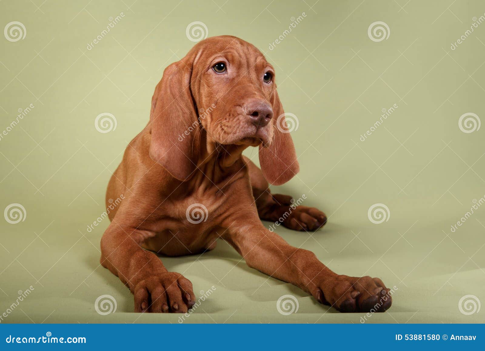 Dog Hungarian Vizsla Pointer Stock Photo - Image of hunter, hound: 53881580