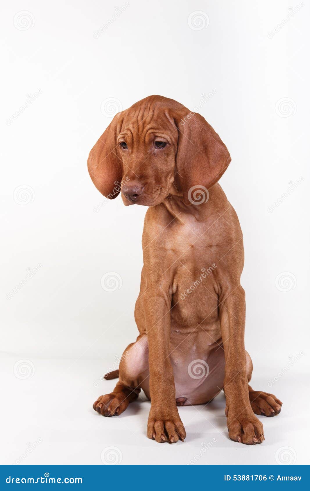 Dog Hungarian Vizsla Pointer Stock Photo - Image of flushing, copper ...