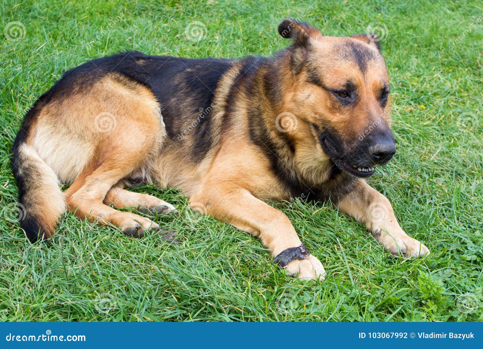 Dog and mouse stock photo. Image of friendship, protection - 103067992