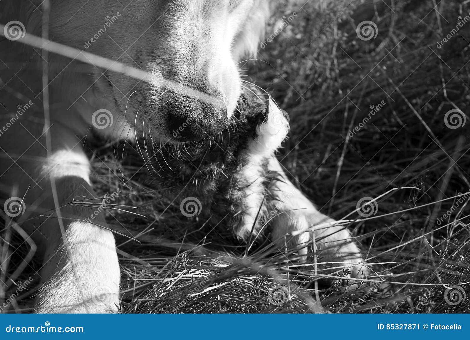 Dog hunted rabbit stock image. Image of field, beautiful - 85327871