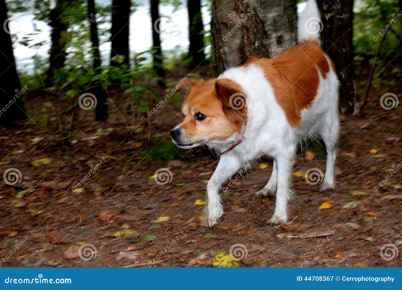 Dog hunting in a forest stock image. Image of black, nose - 44708367