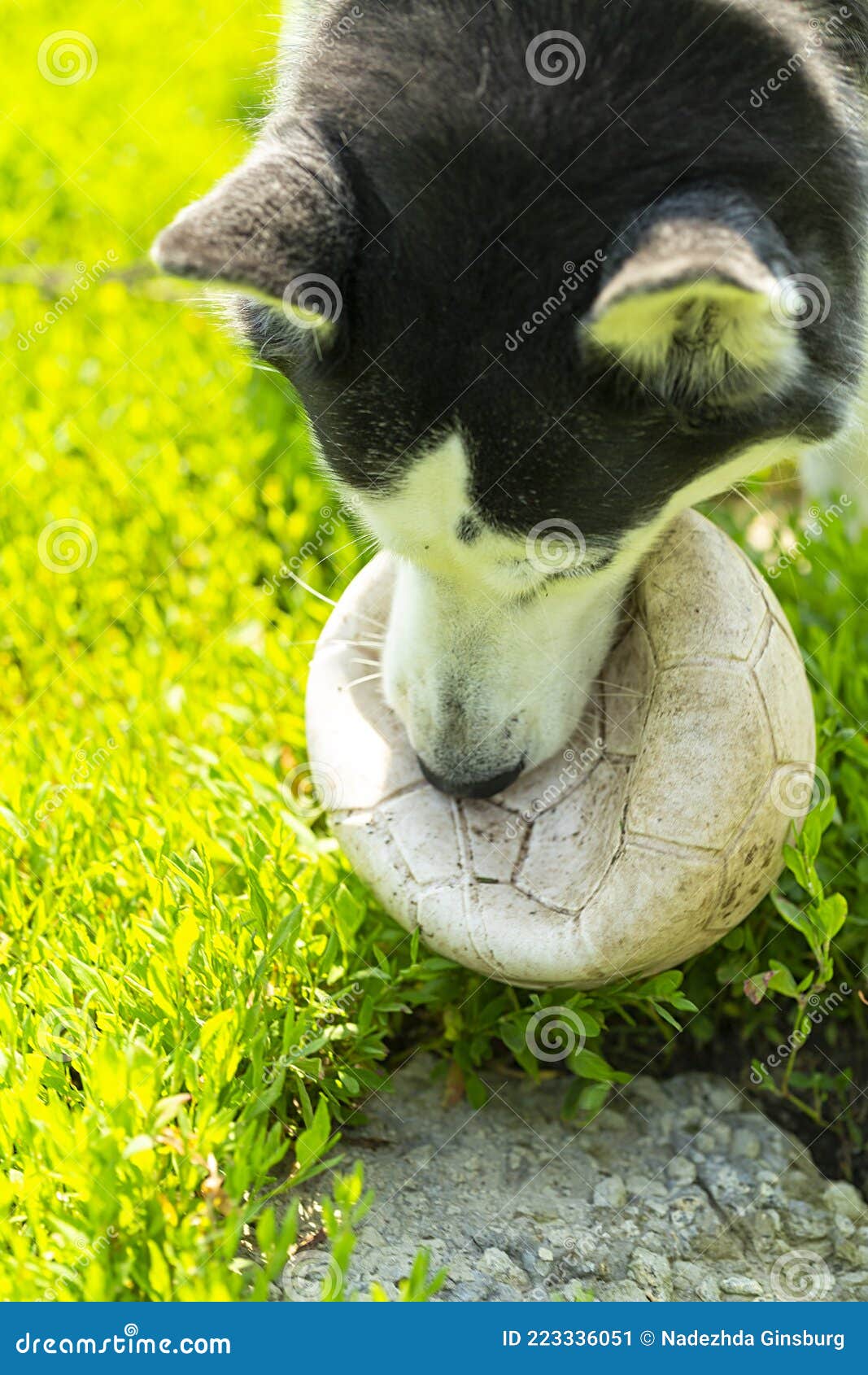 Dog, Husky Breed Playing with a Ball, Close-up Stock Image - Image of ...