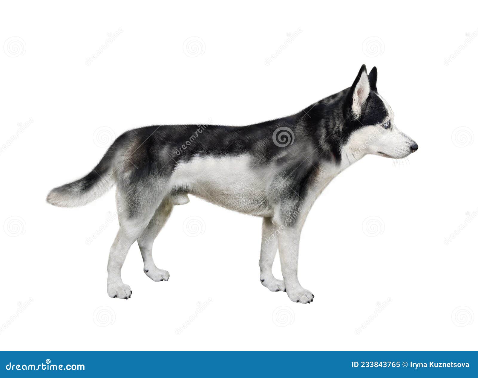 Dog Isolated White Bg Stock Photos - Free & Royalty-Free Stock Photos ...