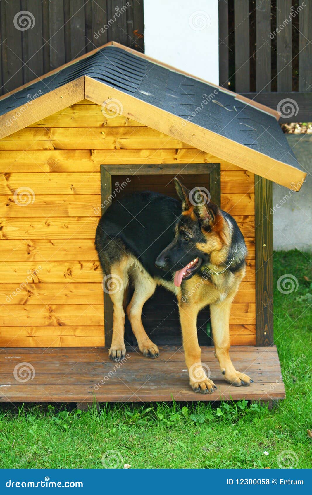 Dog in the hut stock photo. Image of attention, friend - 12300058