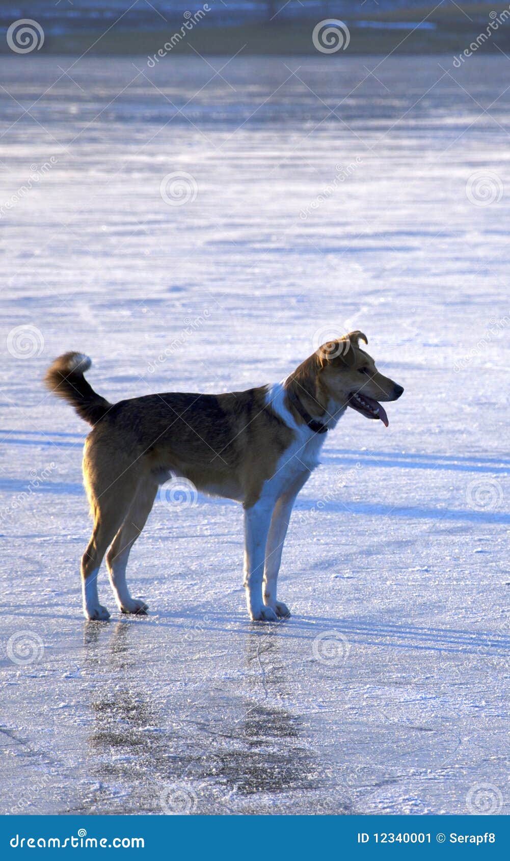 Dog on the ice stock image. Image of swim, nature, companionship - 12340001
