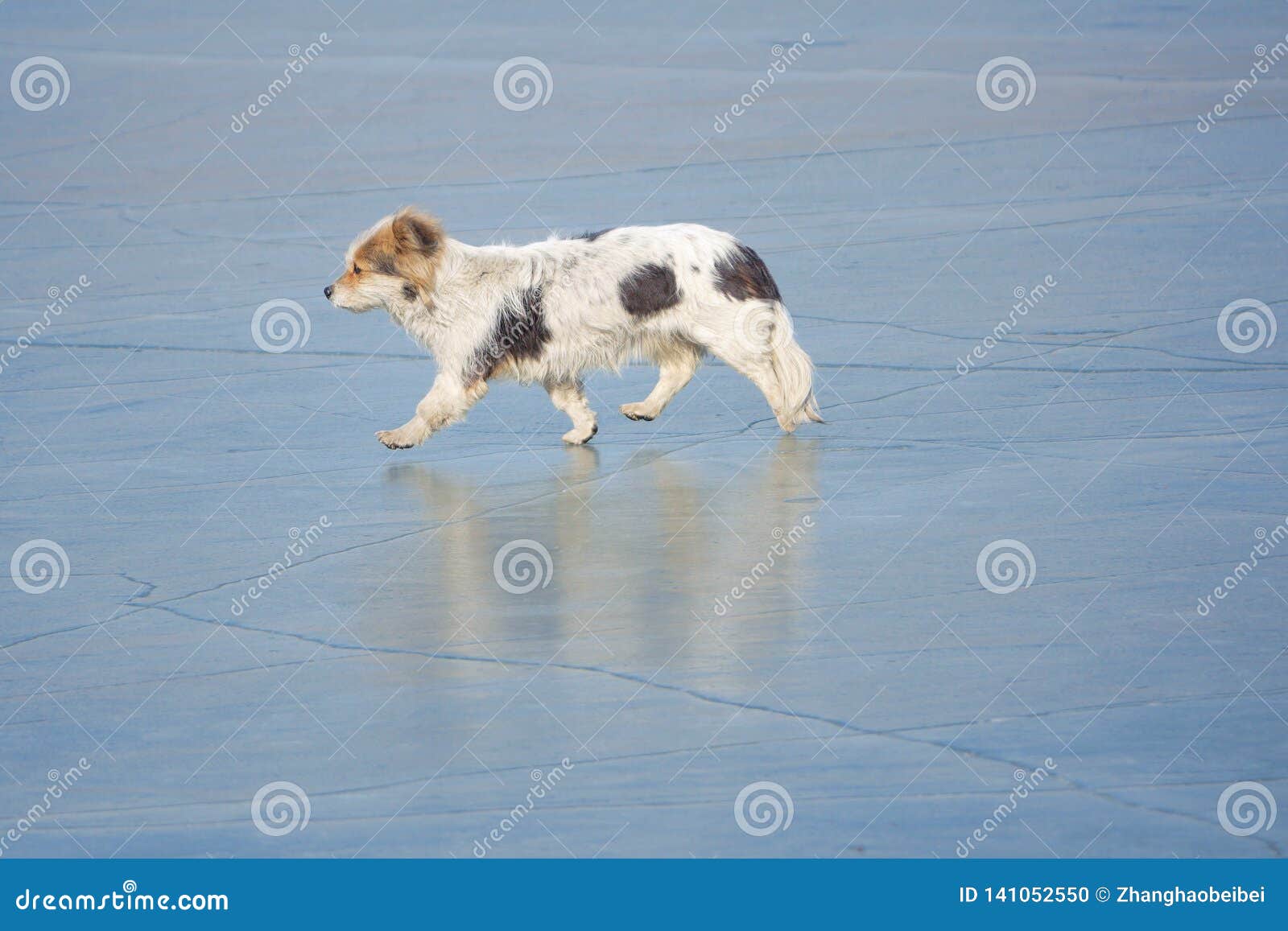 Dog on ice stock photo. Image of closeup, mammal, dogs - 141052550