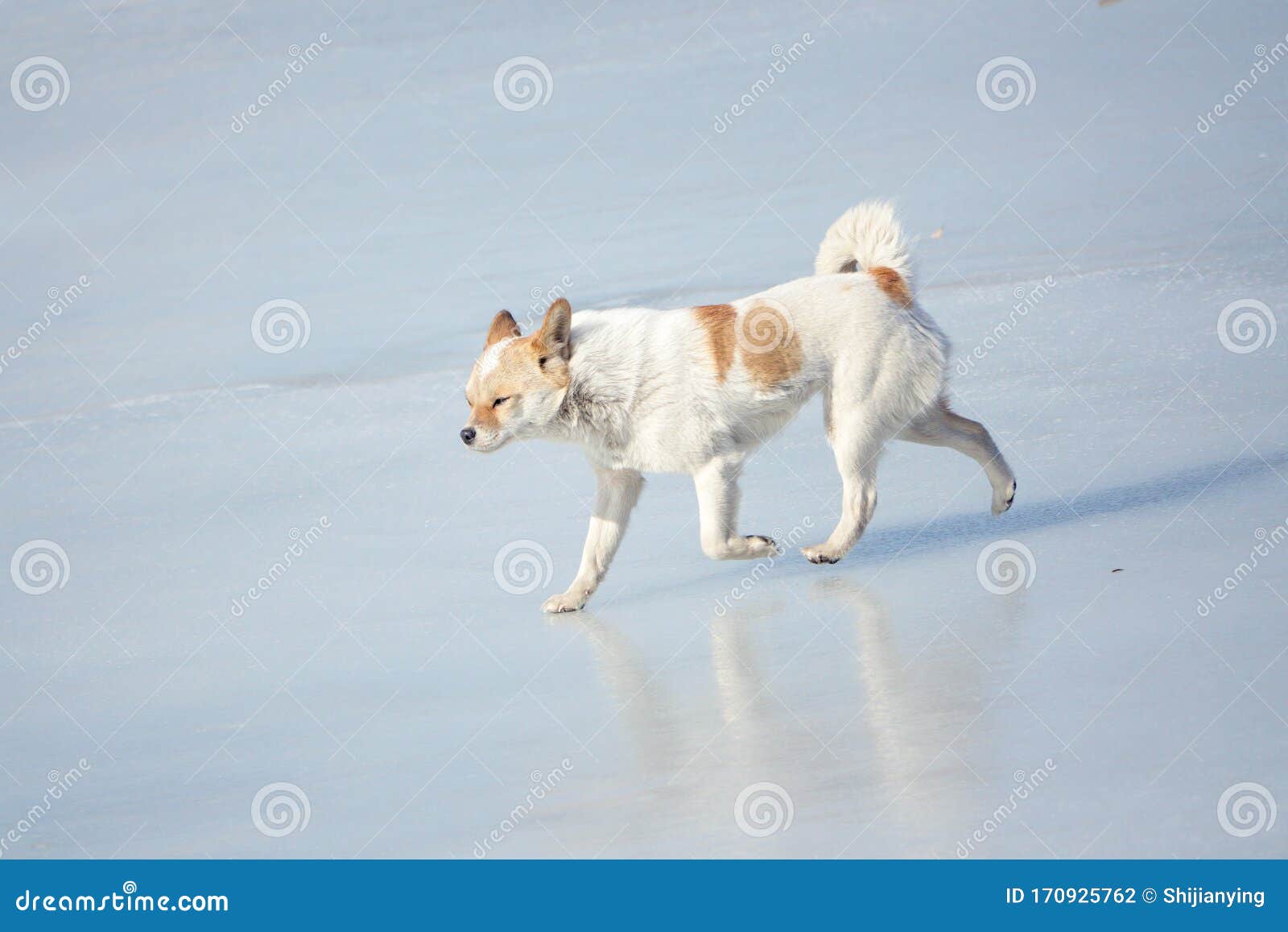 Dog on ice stock photo. Image of natural, winter, walking - 170925762