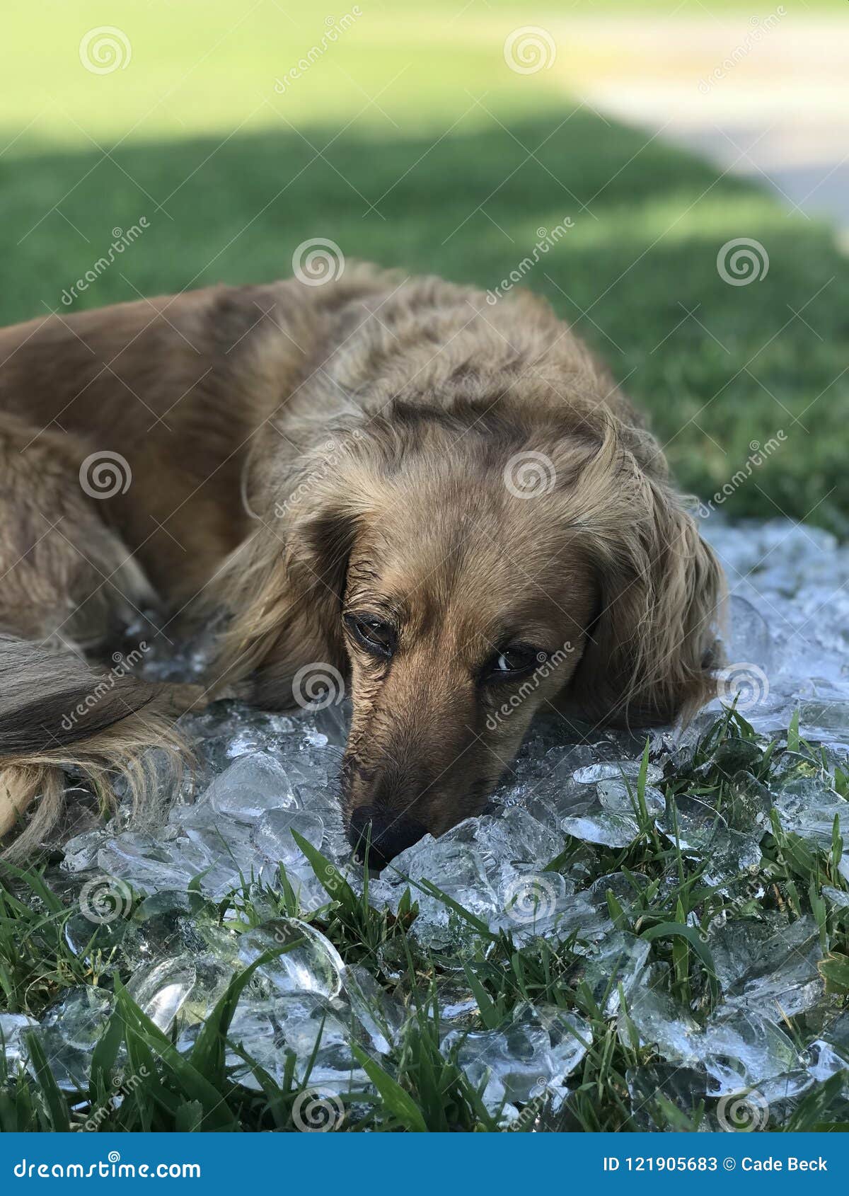 Dog in ice stock image. Image of laying, funny - 121905683
