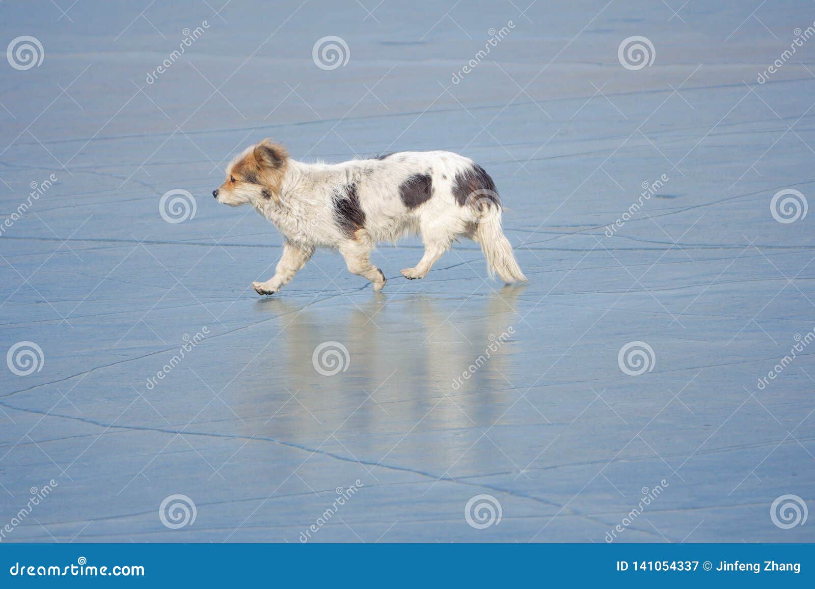 Dog on ice stock image. Image of doggie, river, animals - 141054337