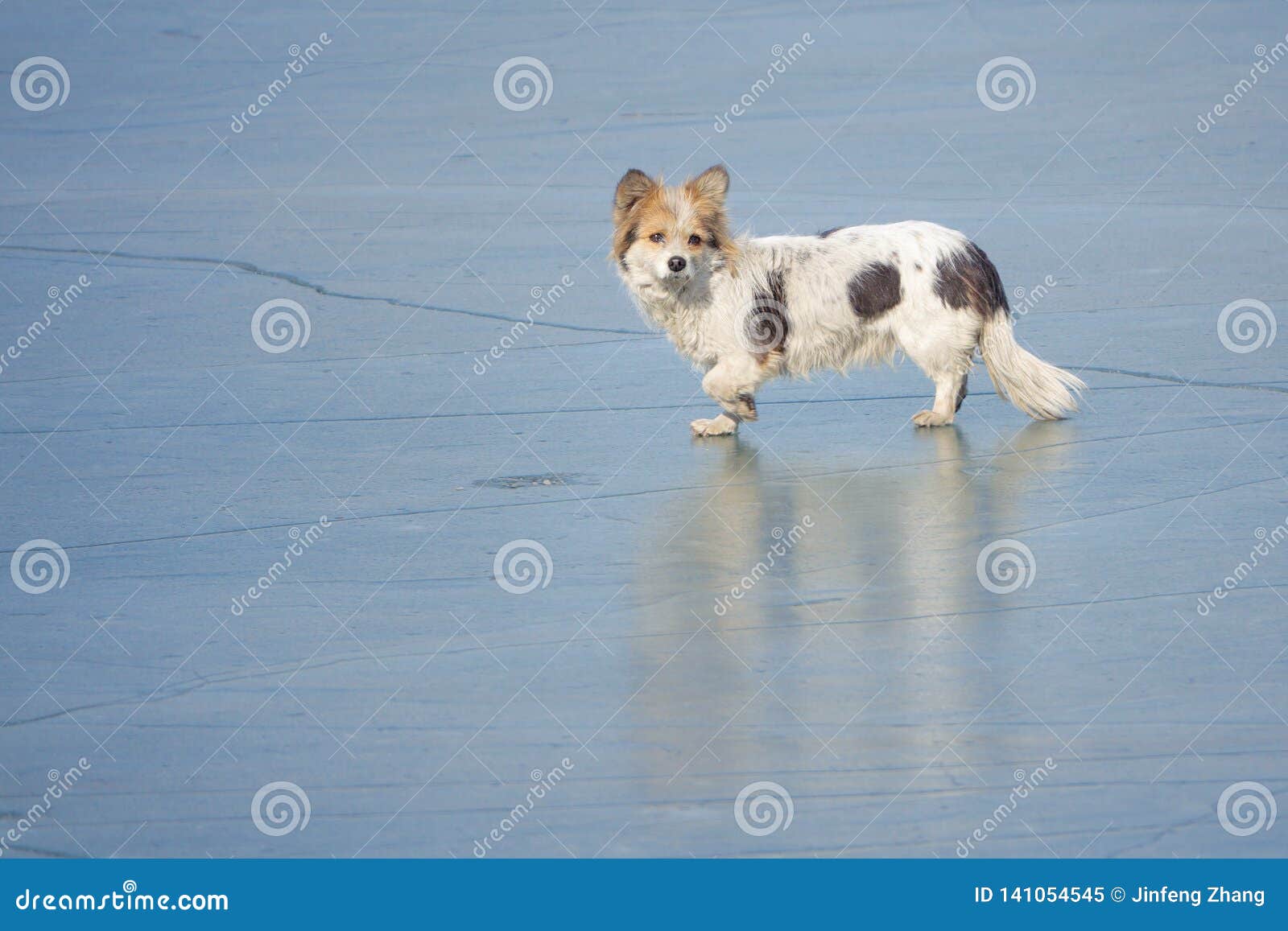 Dog on ice stock image. Image of winter, mammals, pets - 141054545