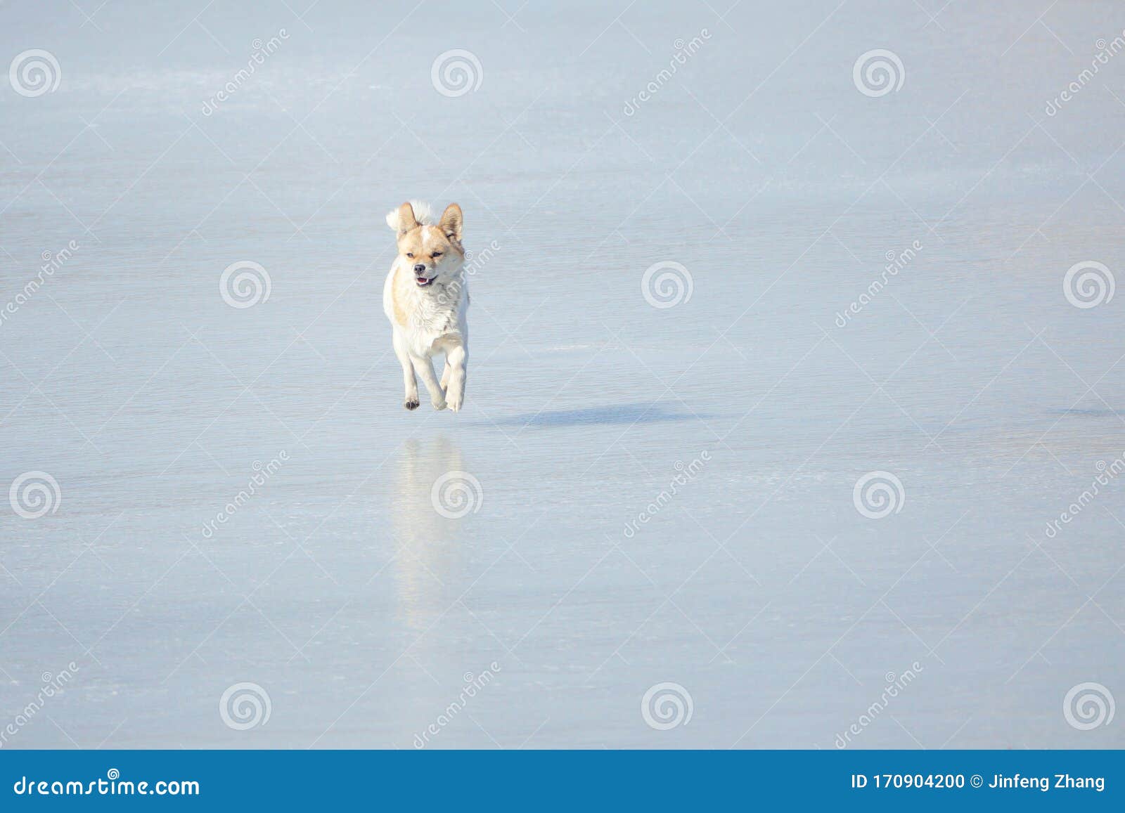 Dog on ice stock photo. Image of mammals, animal, dogs - 170904200