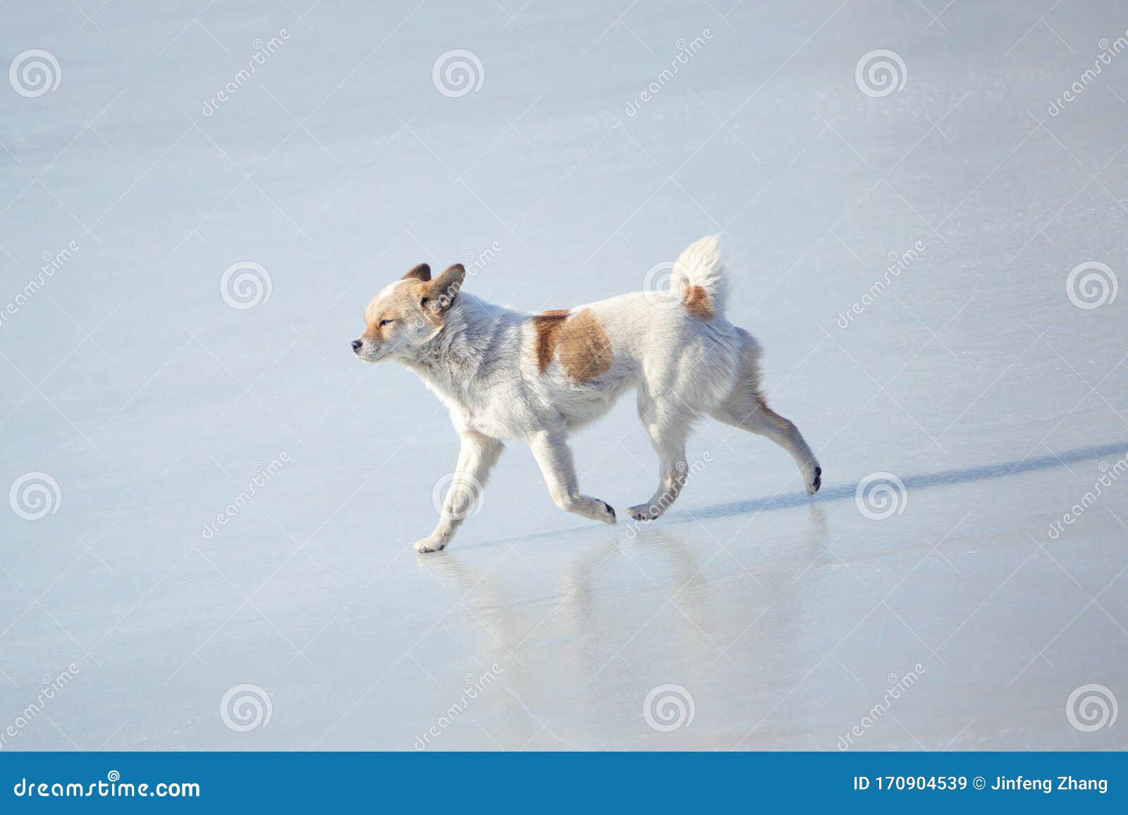 Dog on ice stock image. Image of doggie, small, animals - 170904539