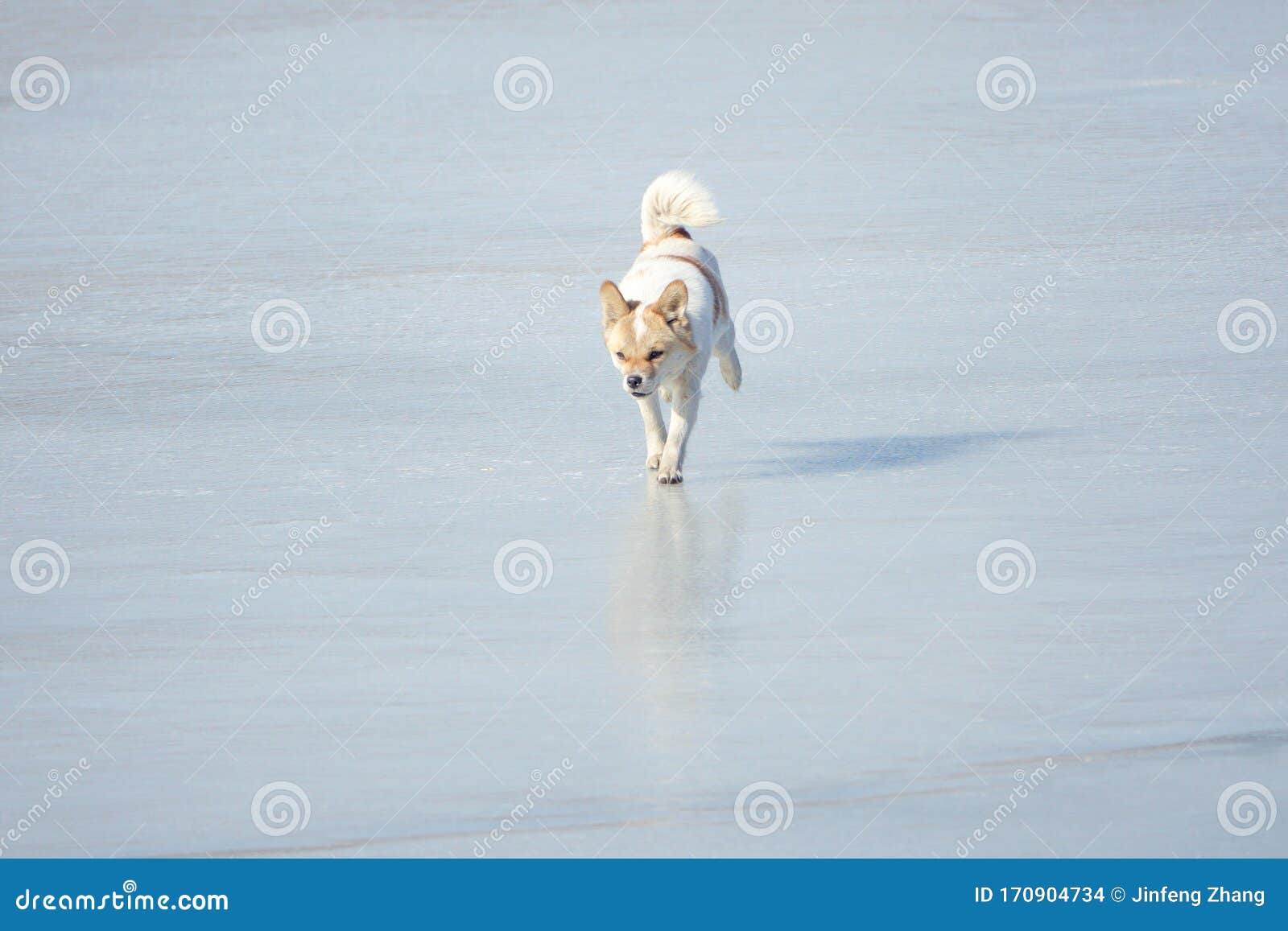 Dog on ice stock photo. Image of dogs, natural, cold - 170904734