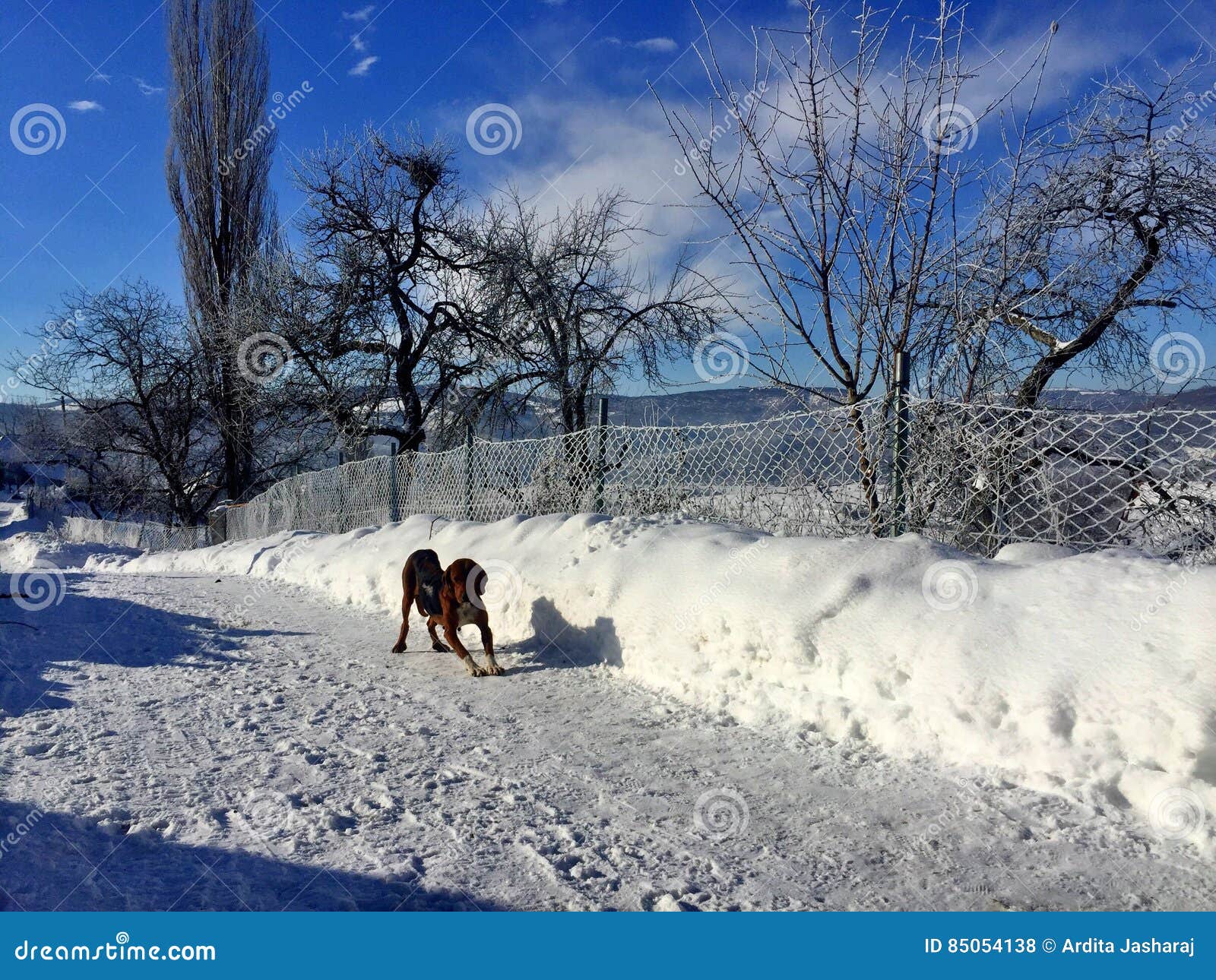 Dog in ice editorial stock photo. Image of blue, tree - 85054138