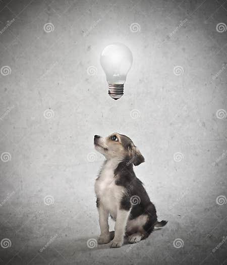 Dog Idea stock photo. Image of intelligence, light, mind - 28041684