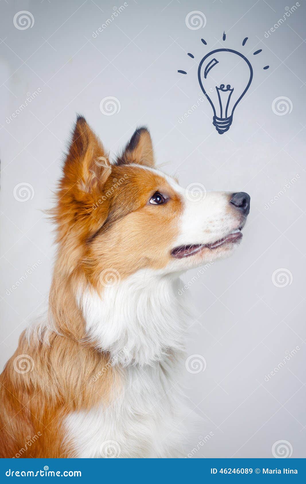 Is A Dog A Good Idea