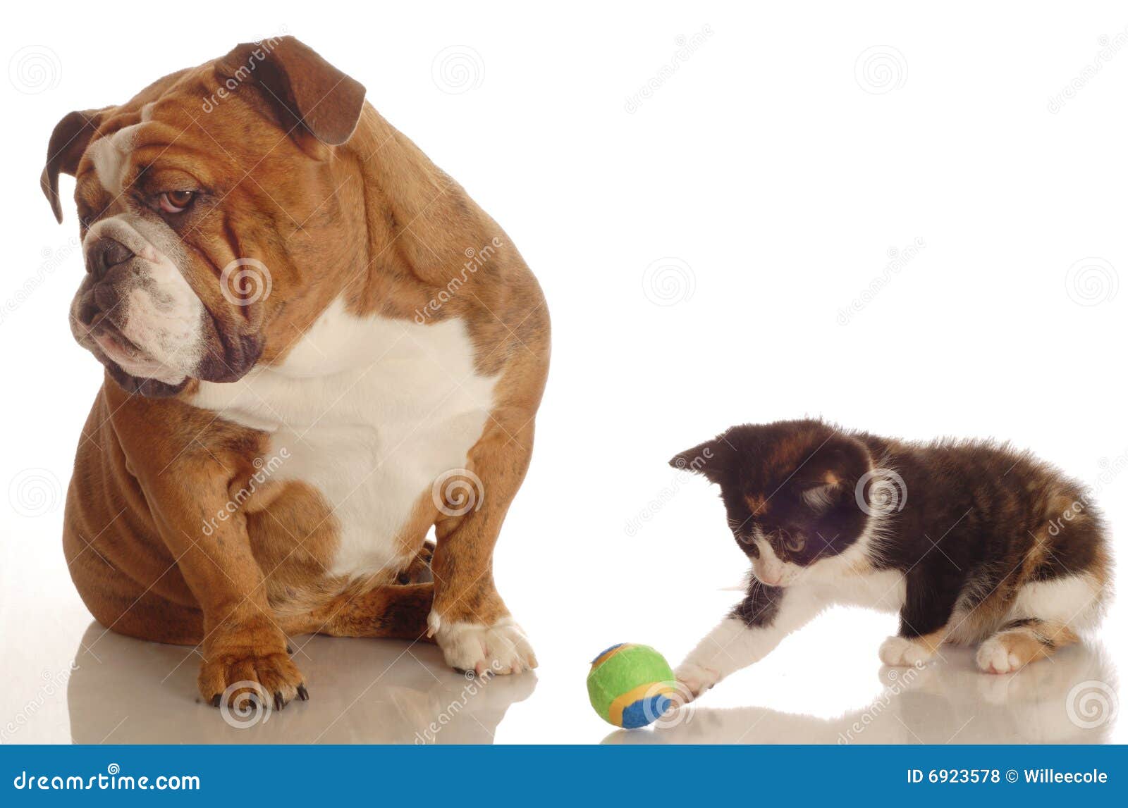 Dog ignoring cat stock photo. Image of portrait, overweight - 6923578