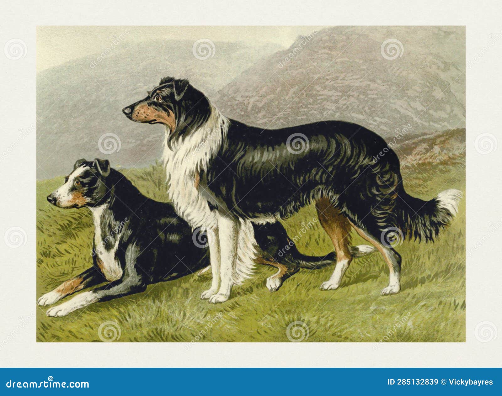 Dog Illustration. Sheep Dogs Stock Illustration - Illustration of ...