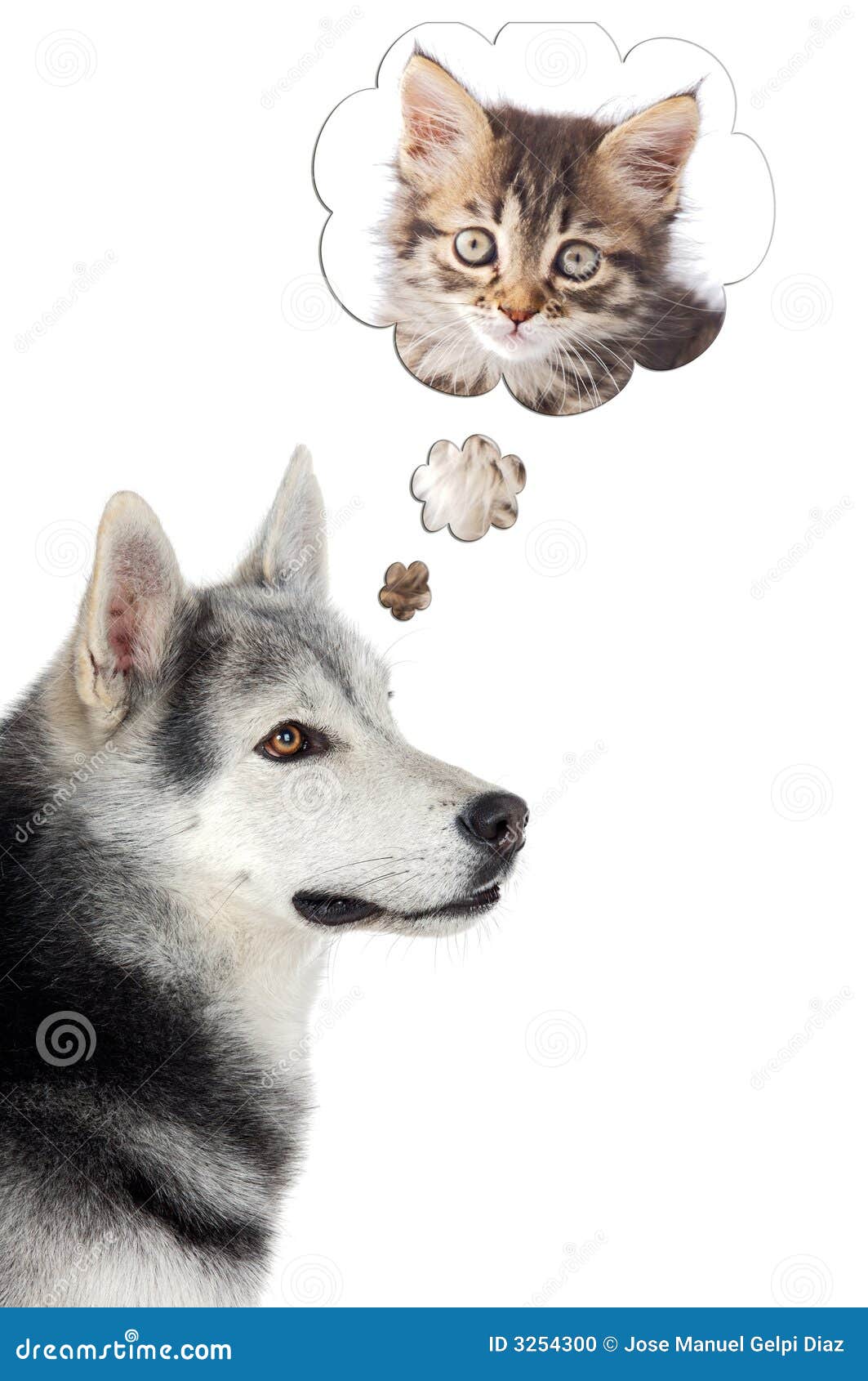 Dog Imagining Cat Photos - Free & Royalty-Free Stock Photos from Dreamstime
