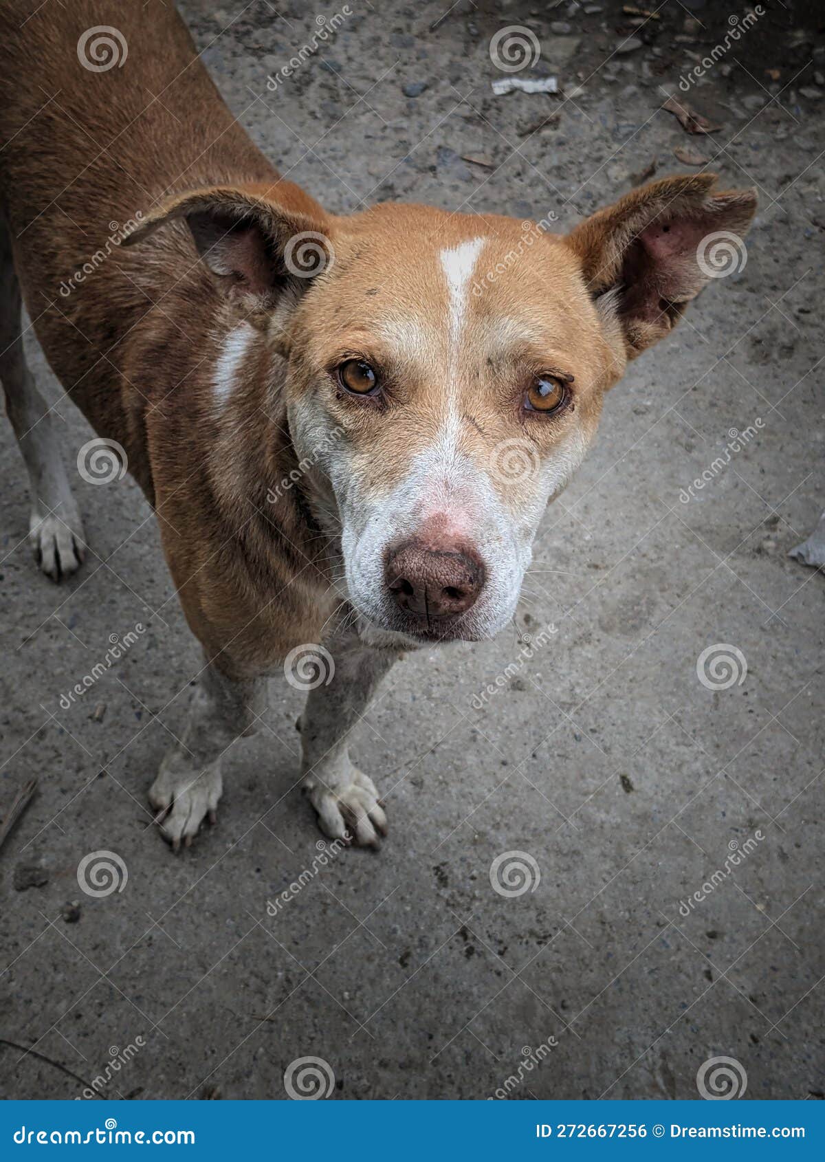 Dog with an Innocent Face . Stock Photo - Image of innocent, puppy ...