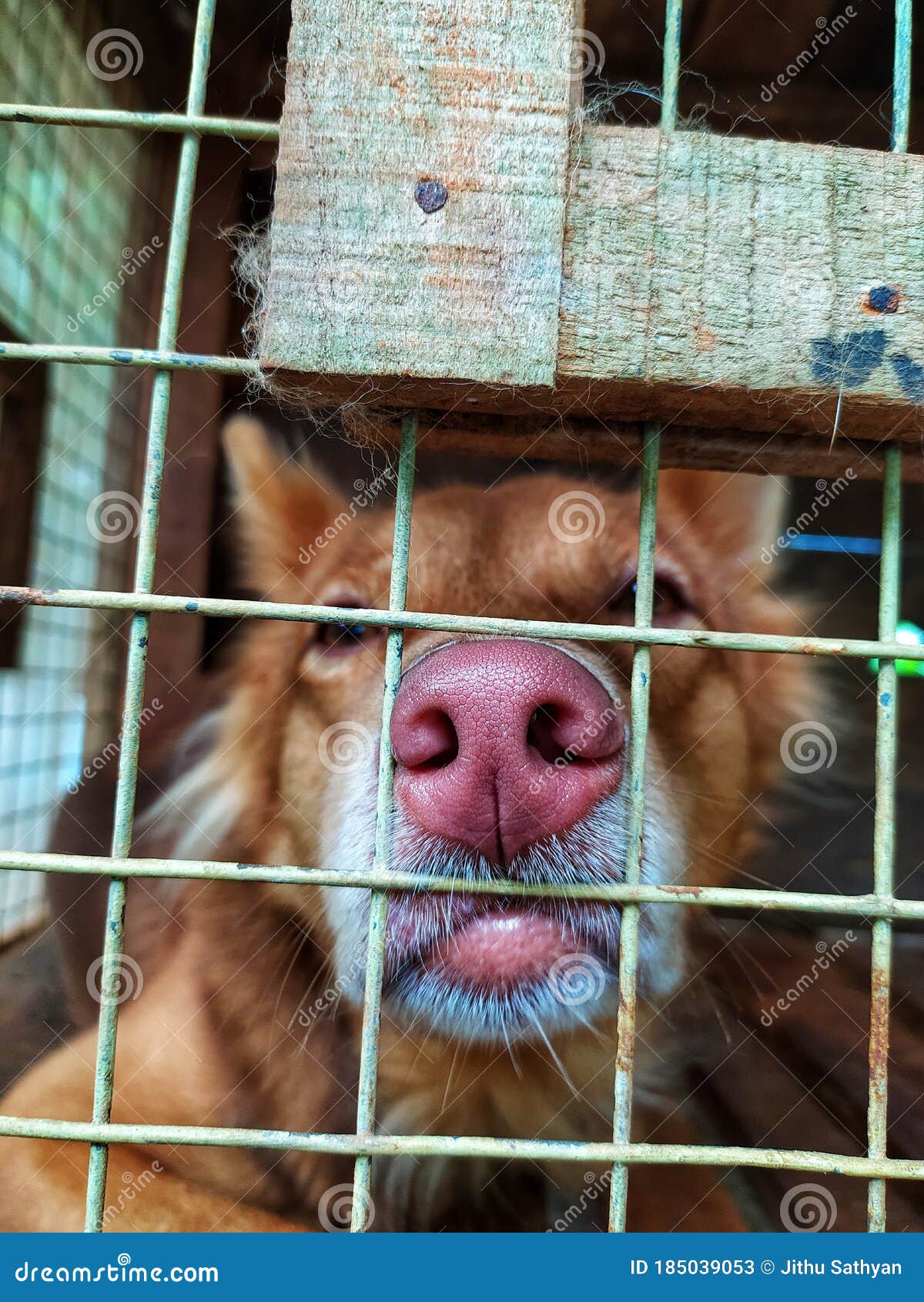 Dog inside cage stock image. Image of cage, inside, closer - 185039053