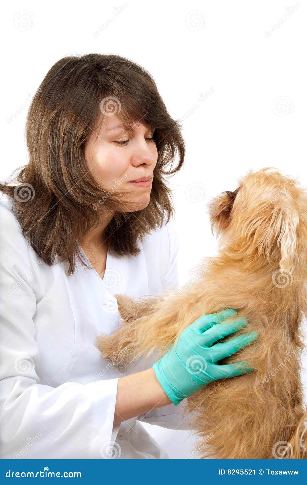 Dog inspection stock image. Image of assistance, nature - 8295521