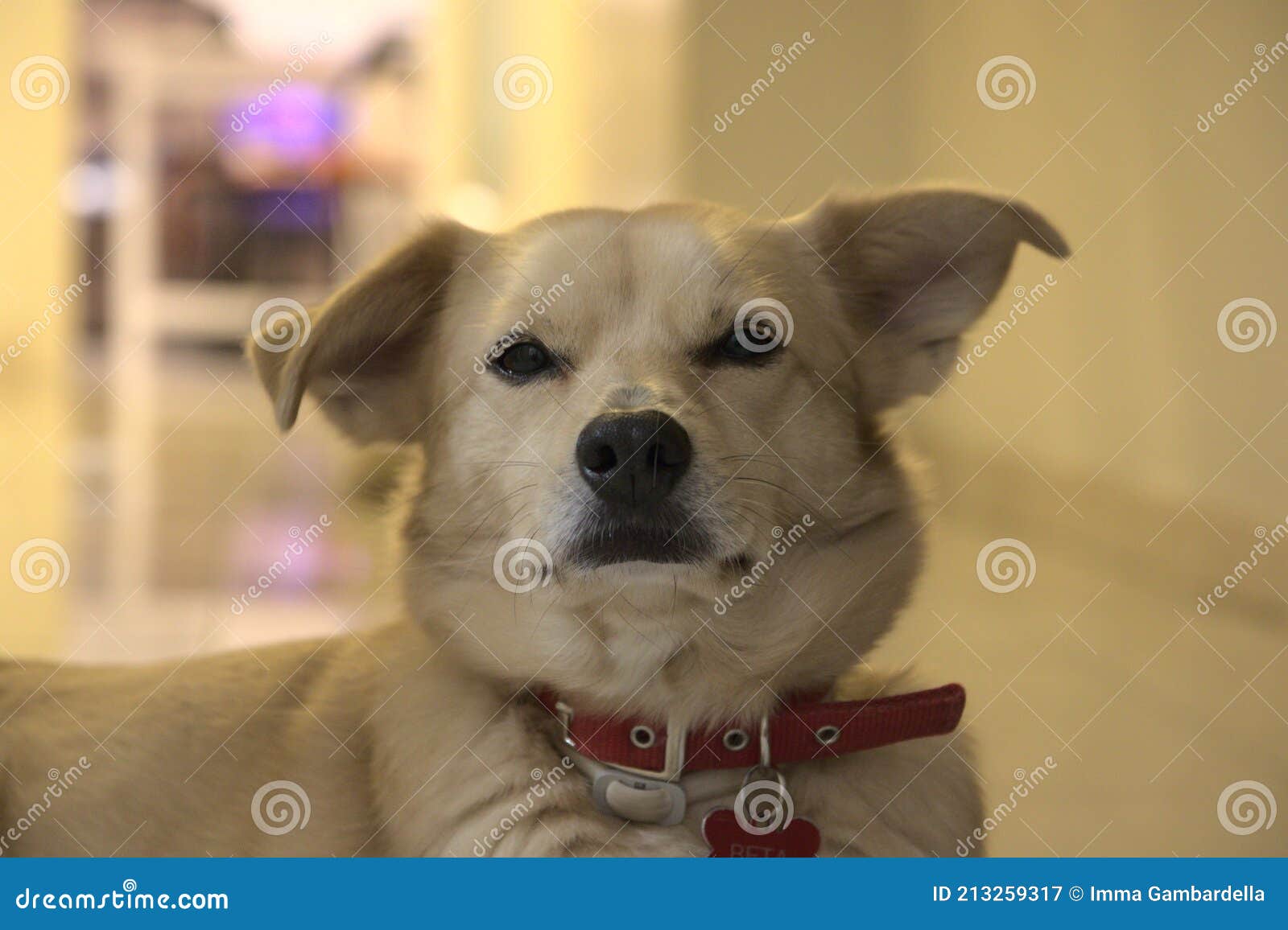 A Dog with an Intense Look. Stock Image - Image of adorable, animal ...
