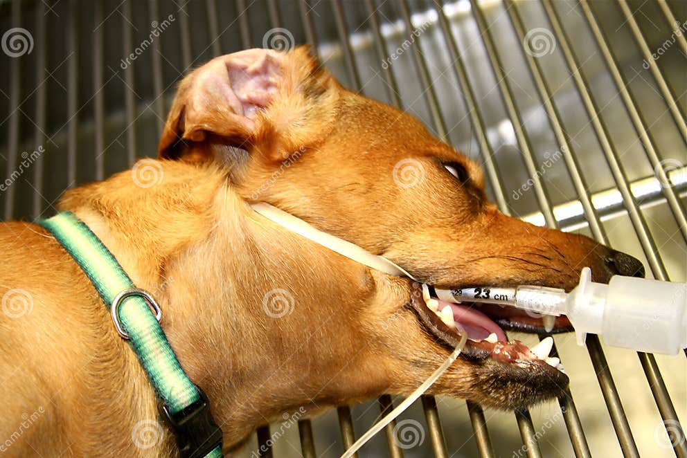 Dog with Intubation stock photo. Image of health, anesthetic - 15557106