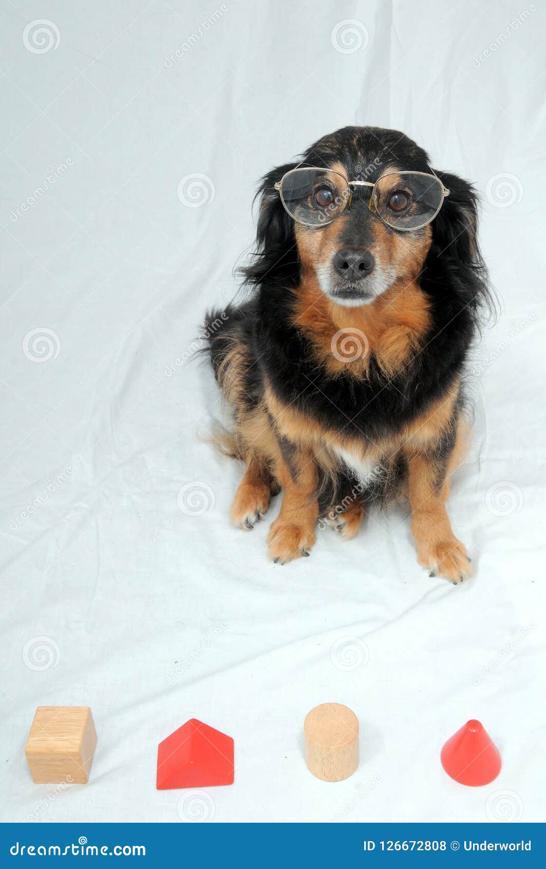 Dog IQ Test stock photo. Image of complete, assemble - 126672808
