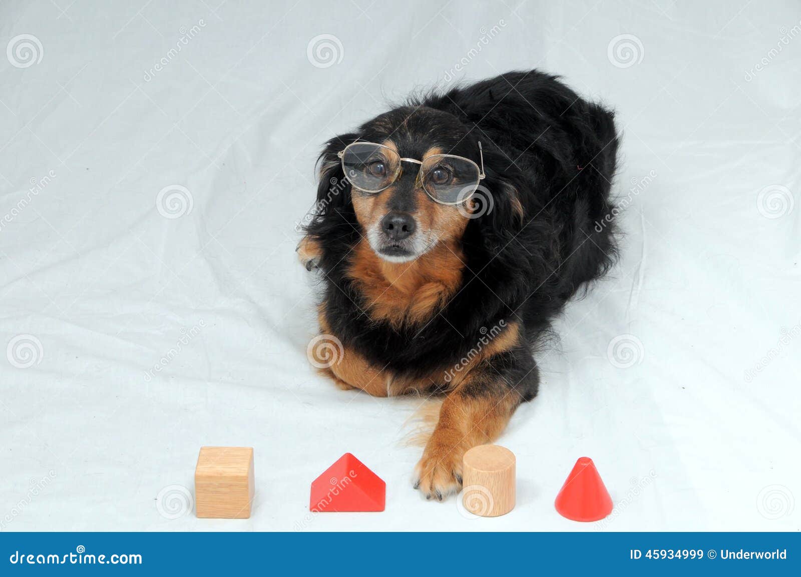 Dog IQ Test stock image. Image of concept, interesting - 45934999