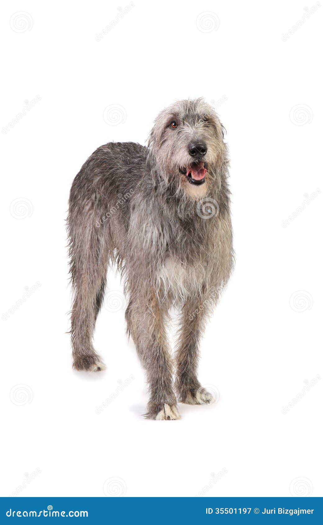 Dog the Irish wolfhound stock image. Image of grey, tall - 35501197