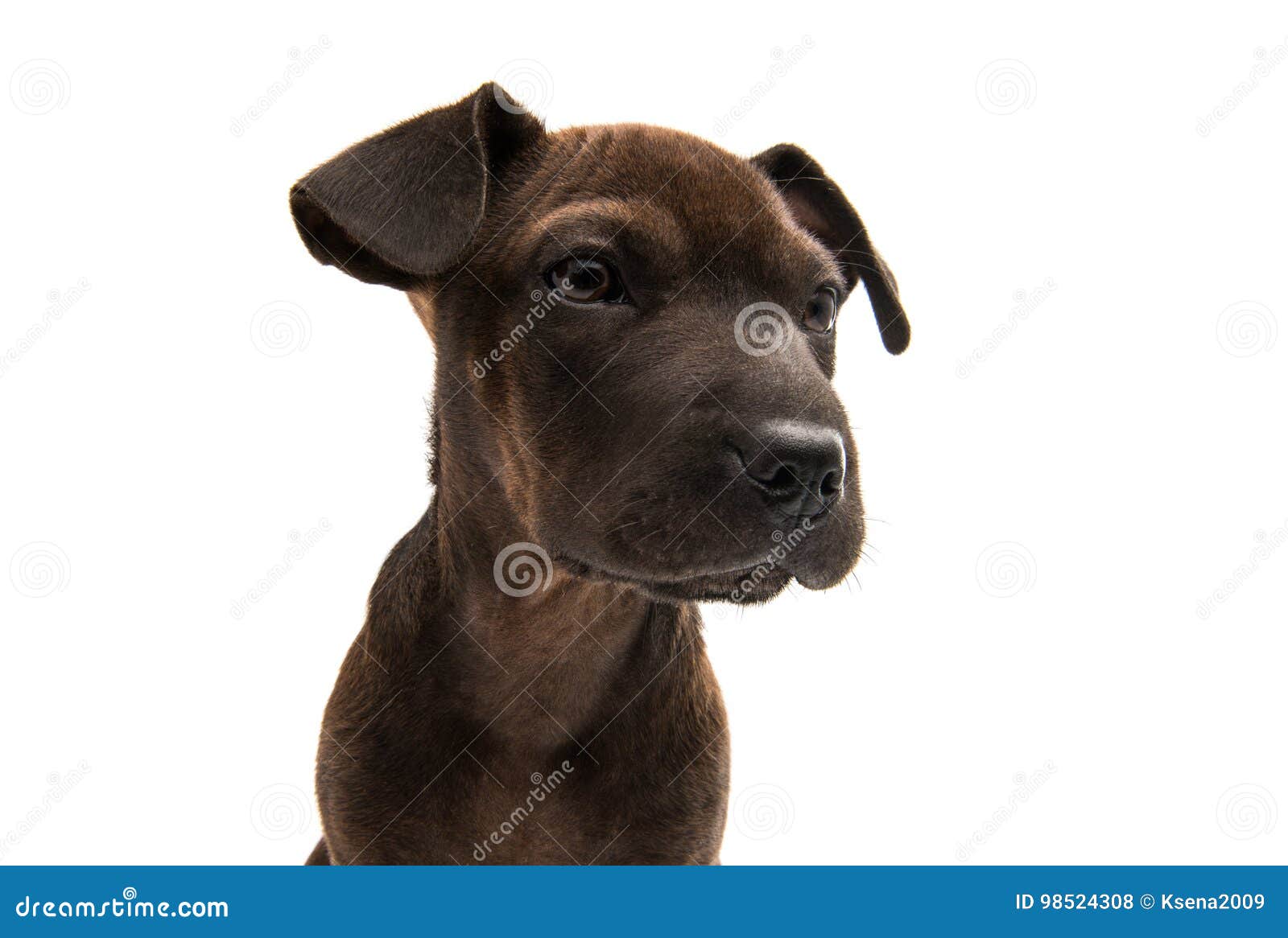 Dog isolated stock photo. Image of canine, doggy, breed - 98524308