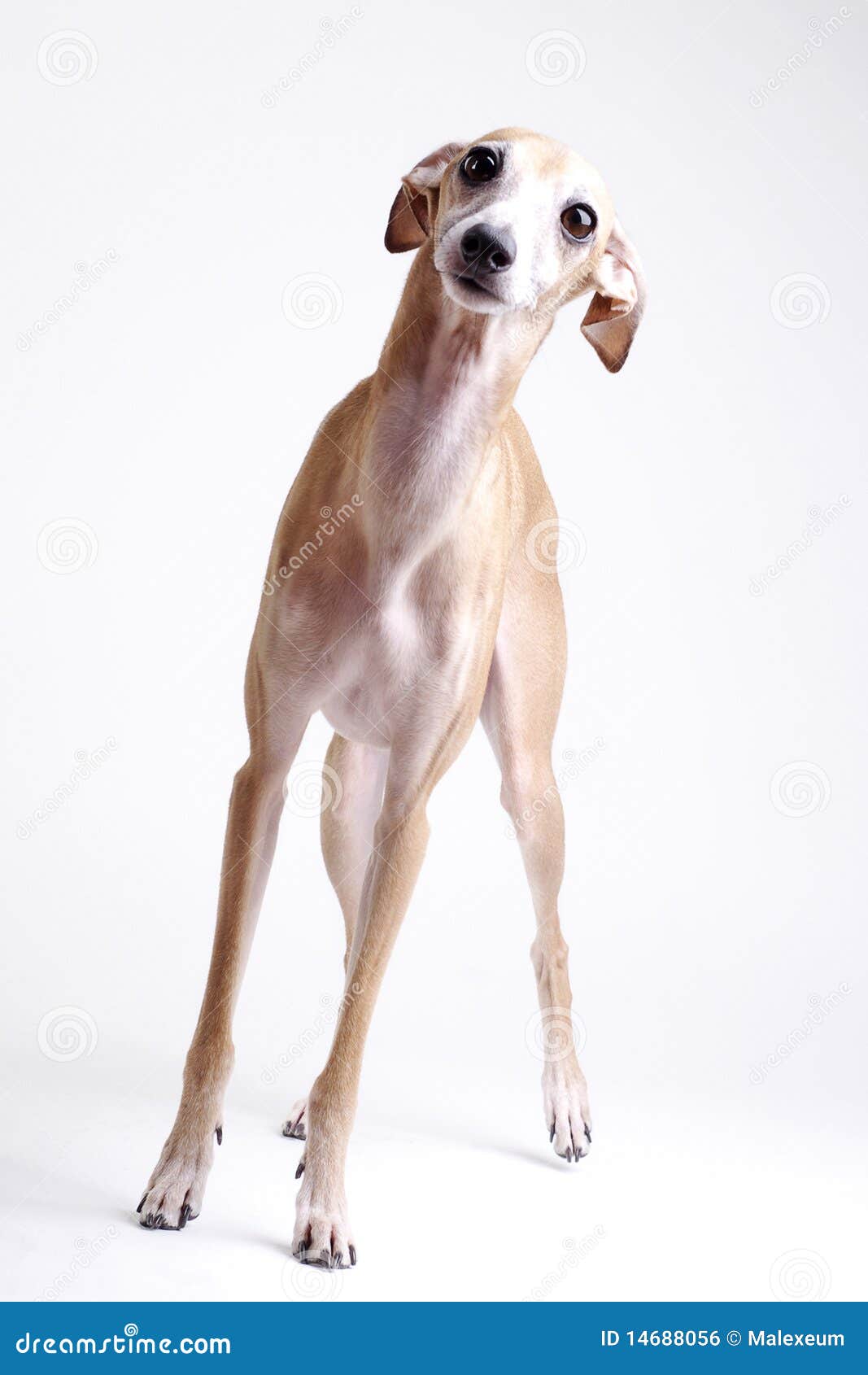 Dog Italian greyhound stock photo. Image of lovely, small - 14688056