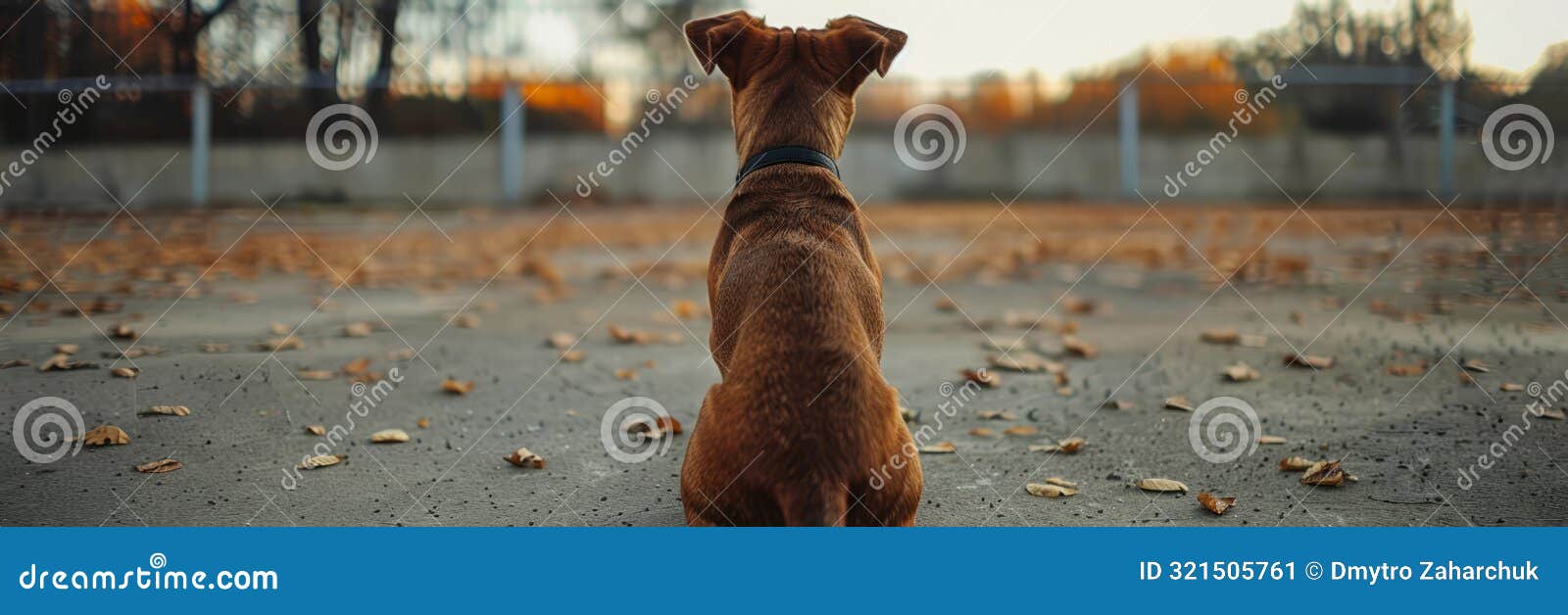 A Dog with Its Ears Back, Tail Tucked, Looking Dejected in an Empty Dog ...