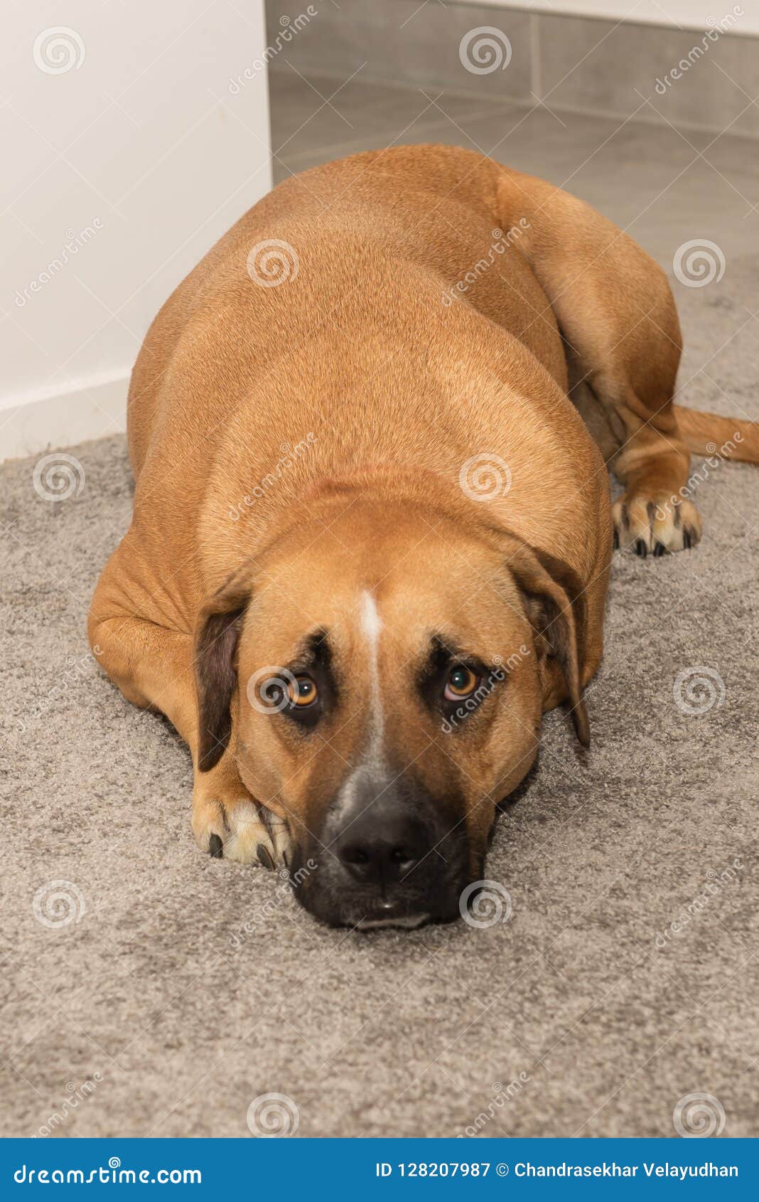 Dog with Its Head on Its Paws Looking Upwards Stock Image - Image of ...
