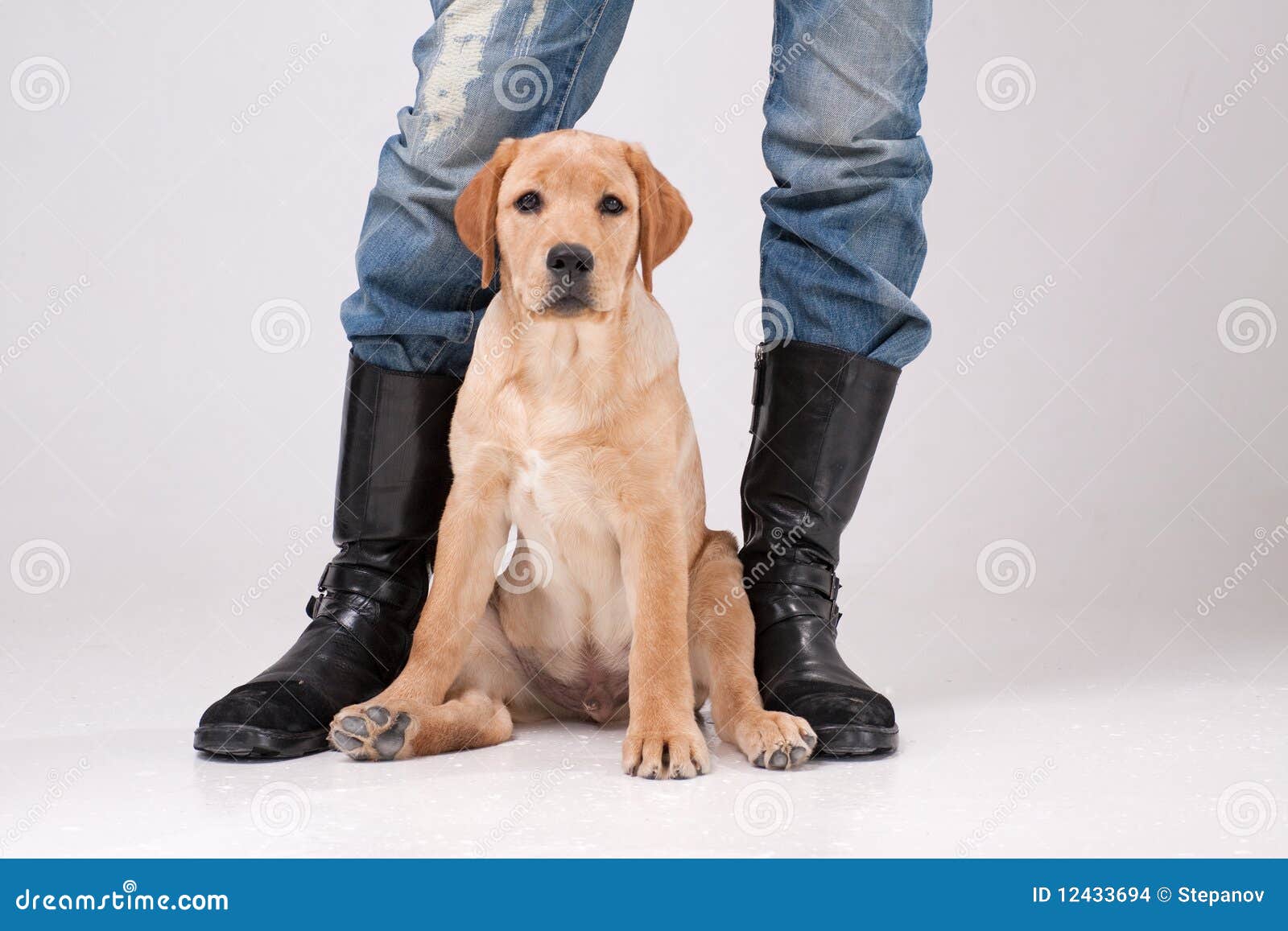 Dog with its master stock photo. Image of friendly, looking - 12433694