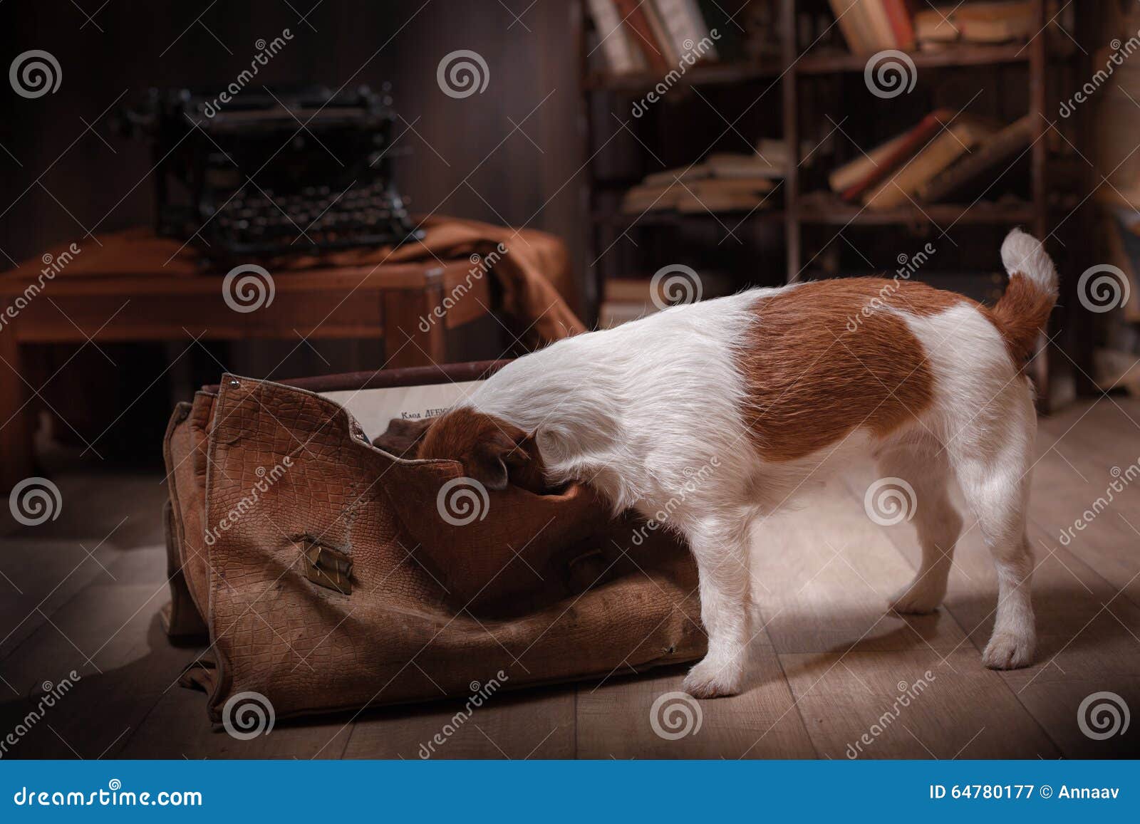 Dog Jack Russell Terrier stock image. Image of canine - 64780177