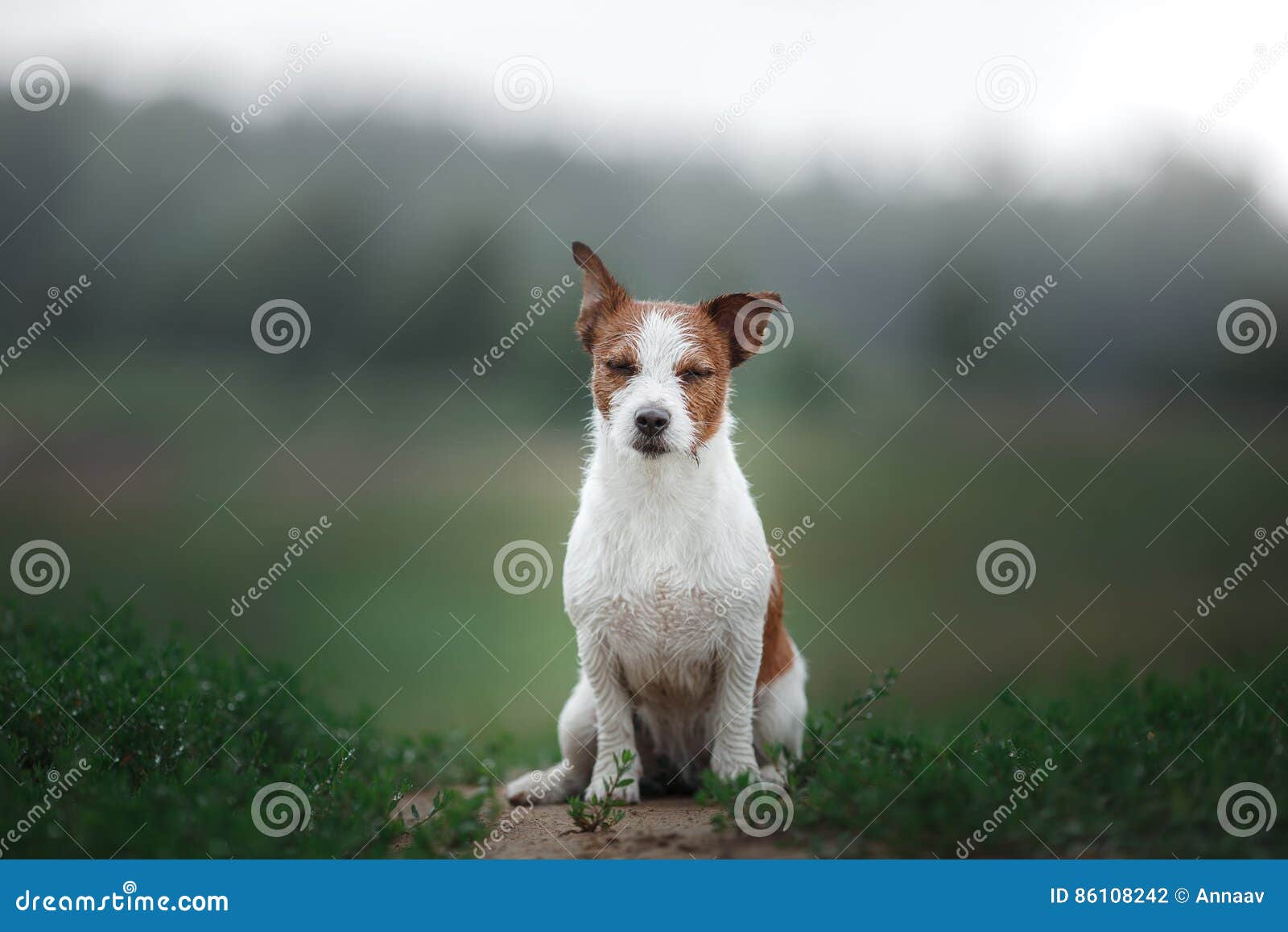 Dog Jack Russell Terrier Outdoors Stock Photo - Image of jack, domestic ...