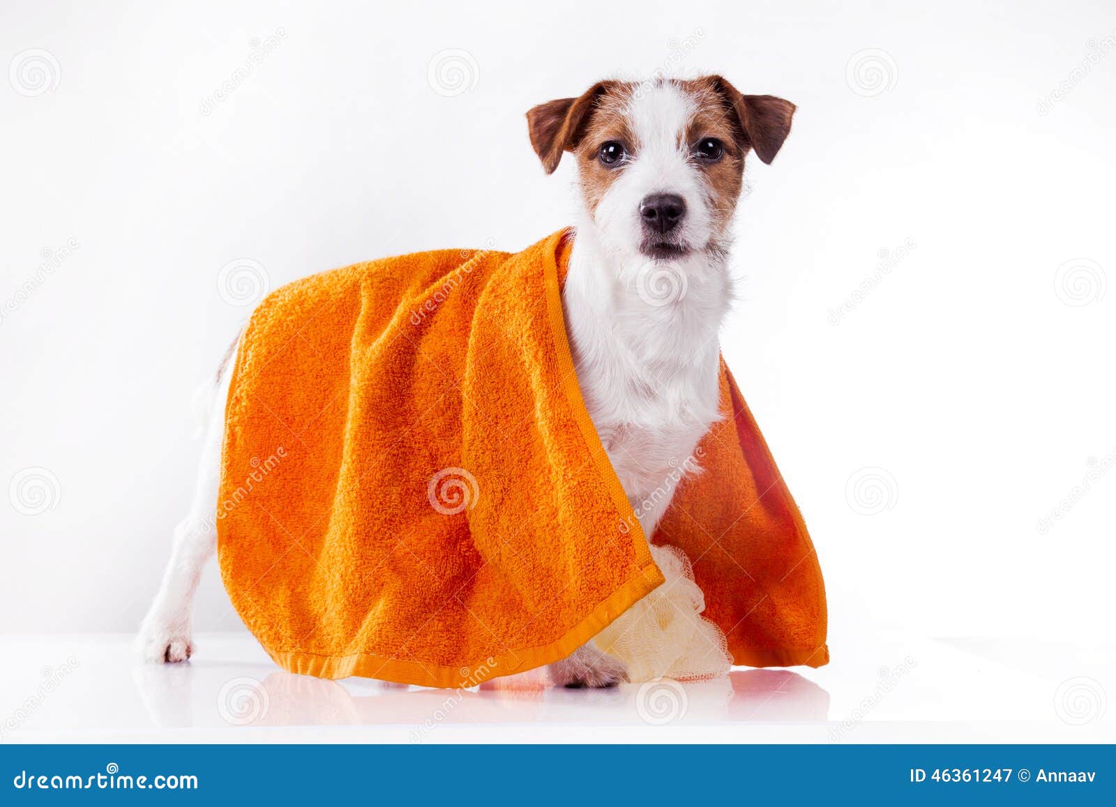 Dog Jack Russell Terrier stock image. Image of communication - 46361247