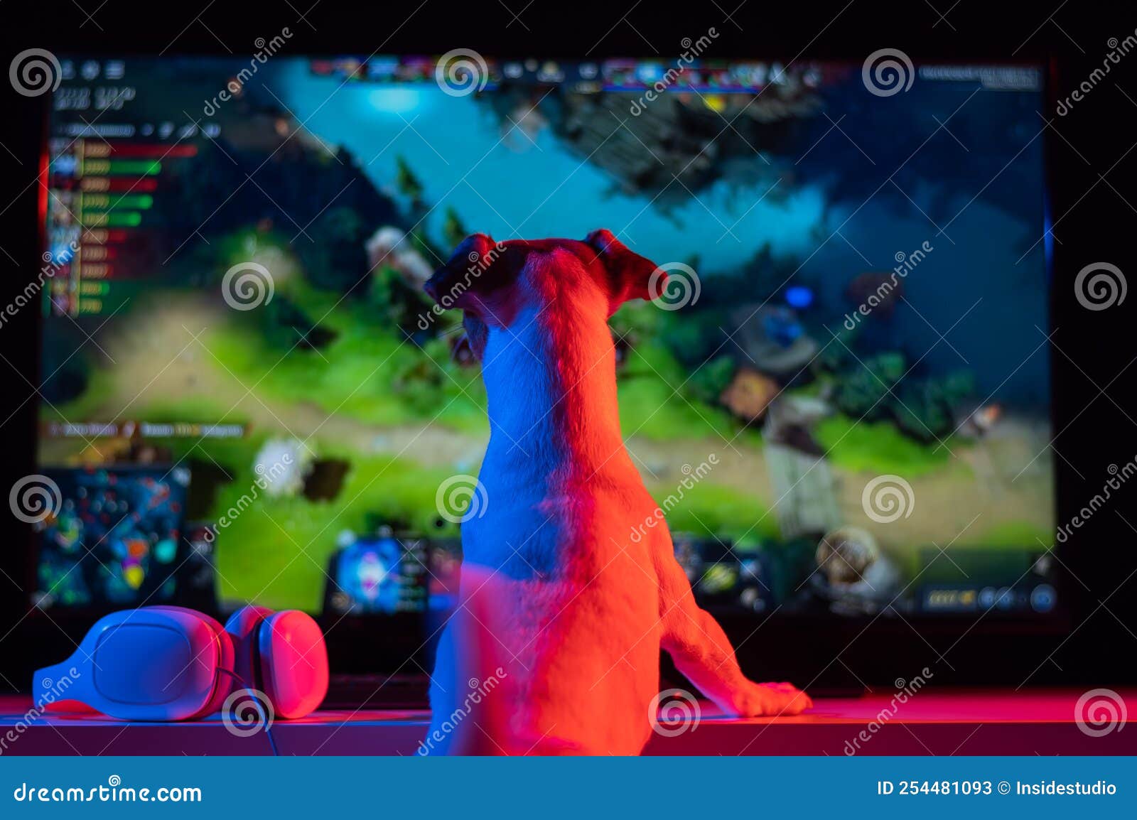 Dog Jack Russell Terrier is Watching a Computer Game in Neon Light in ...
