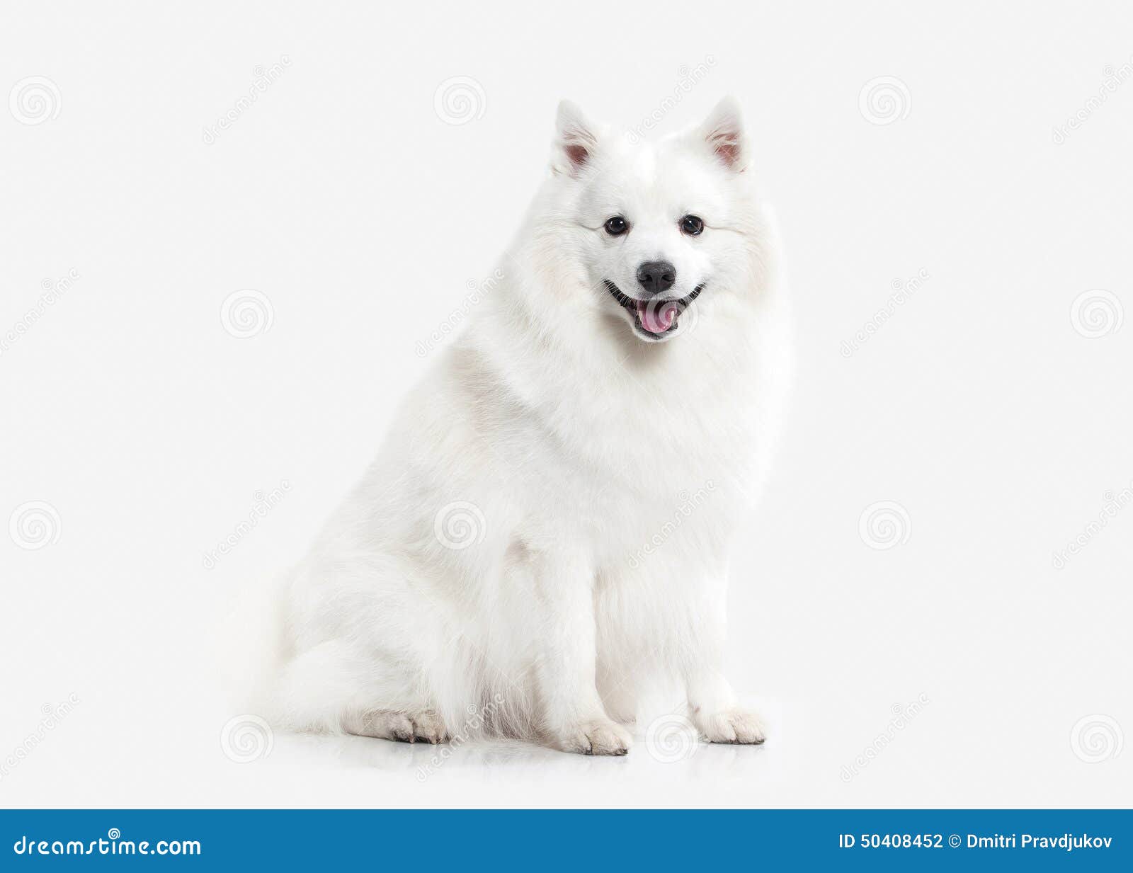 Dog. Japanese White Spitz on White Background Stock Photo - Image of ...