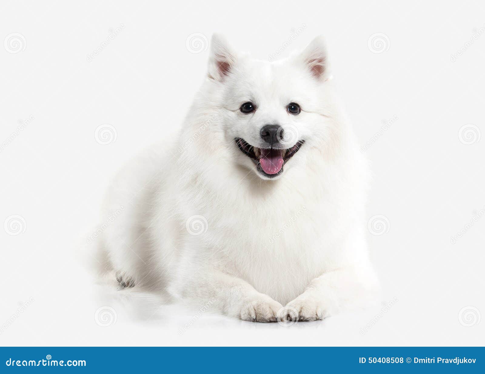 Japanese Spitz Puppy Plays With A Rubber Colored Toy. Human Hand In The ...