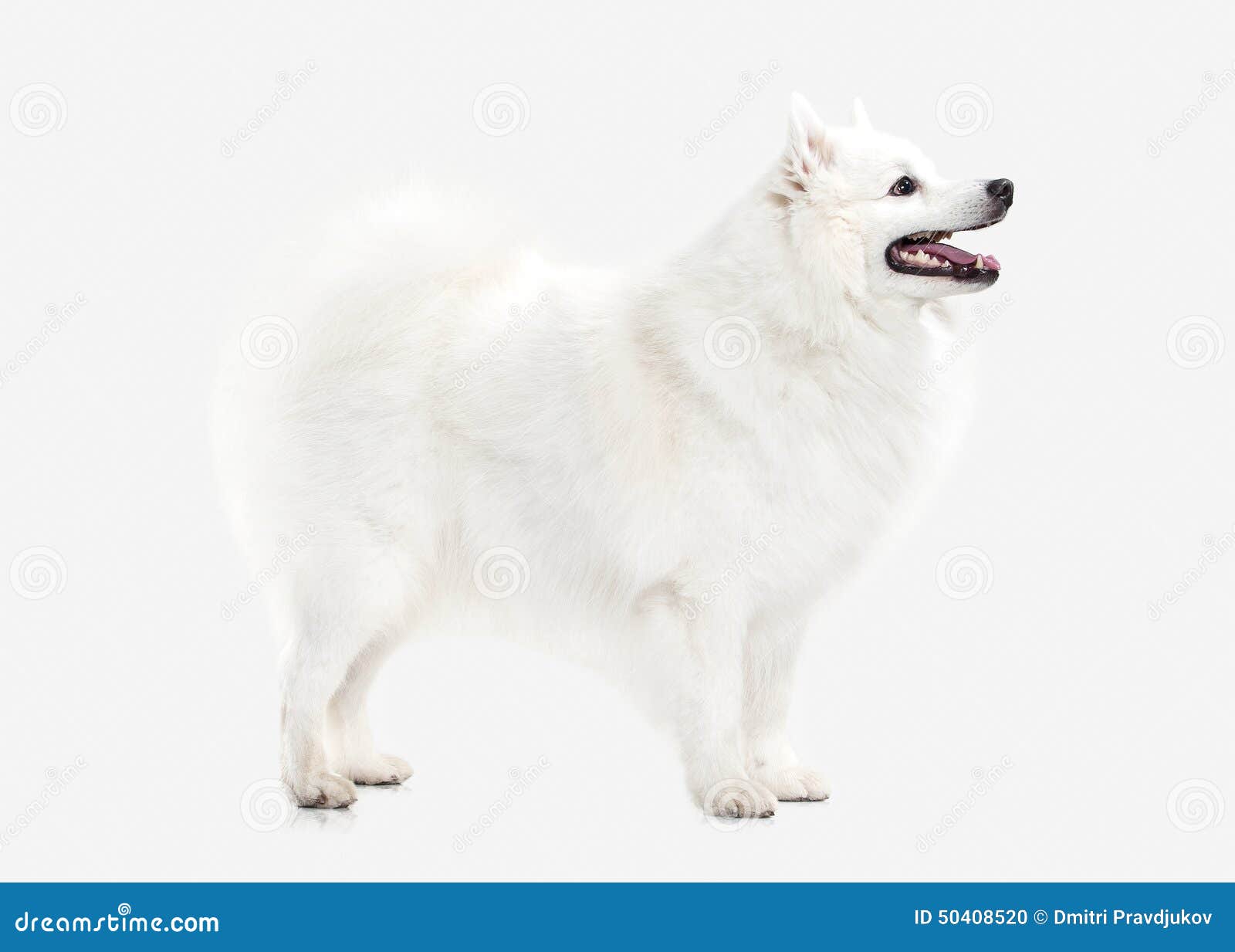 Japanese Spitz Puppy Plays With A Rubber Colored Toy. Human Hand In The ...