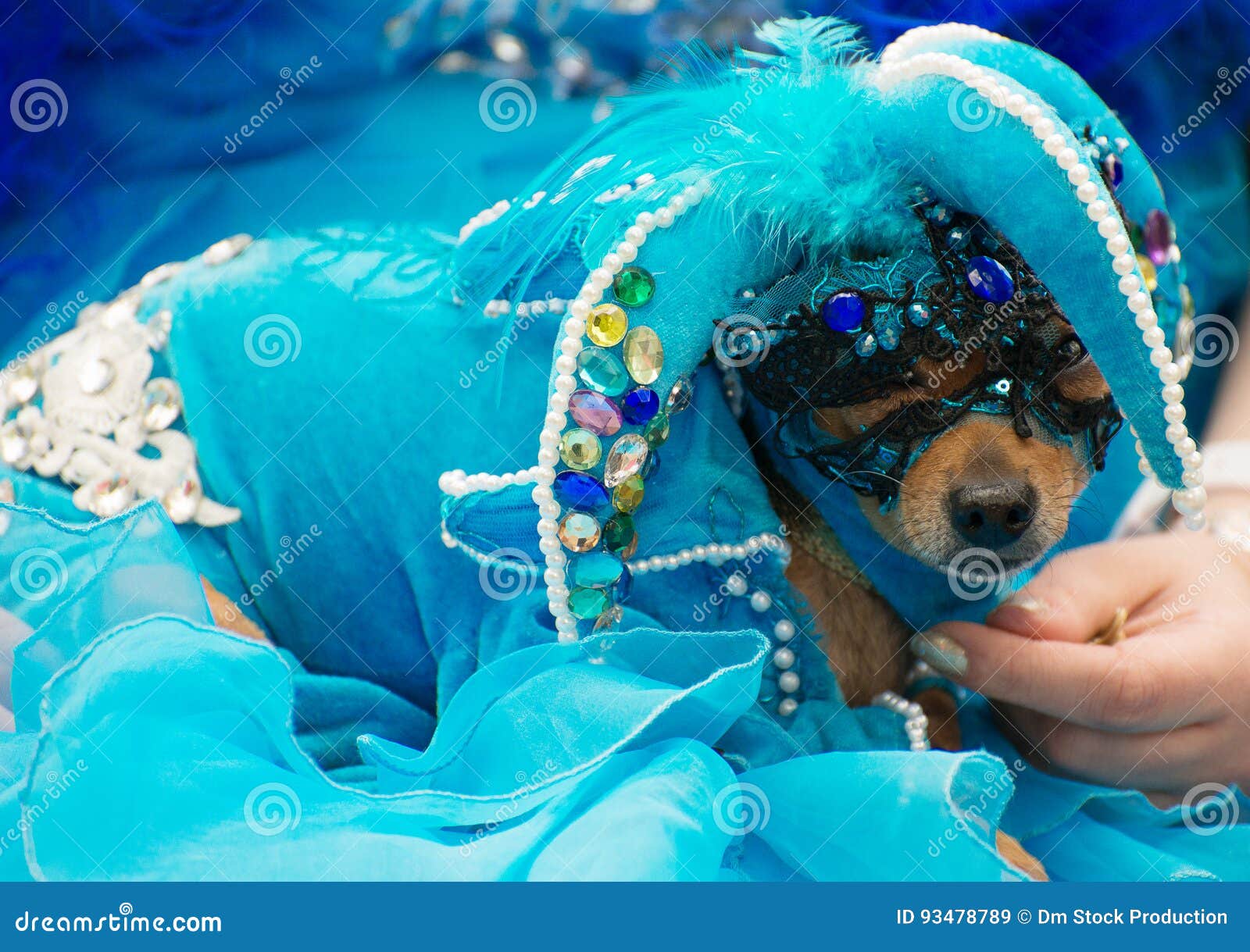 Dog in jester. stock image. Image of clown, celebration - 93478789