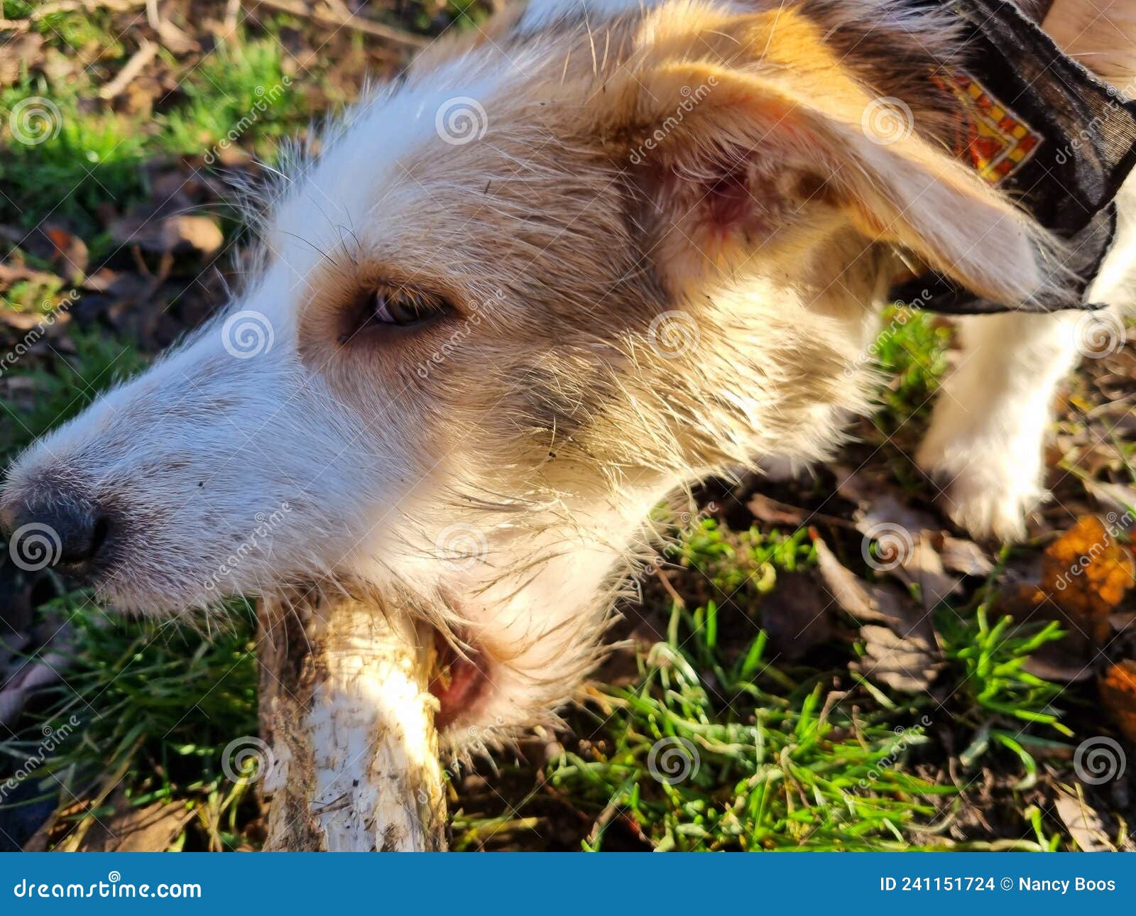 Dog with branch stock photo. Image of mammal, tree, whiskers - 241151724