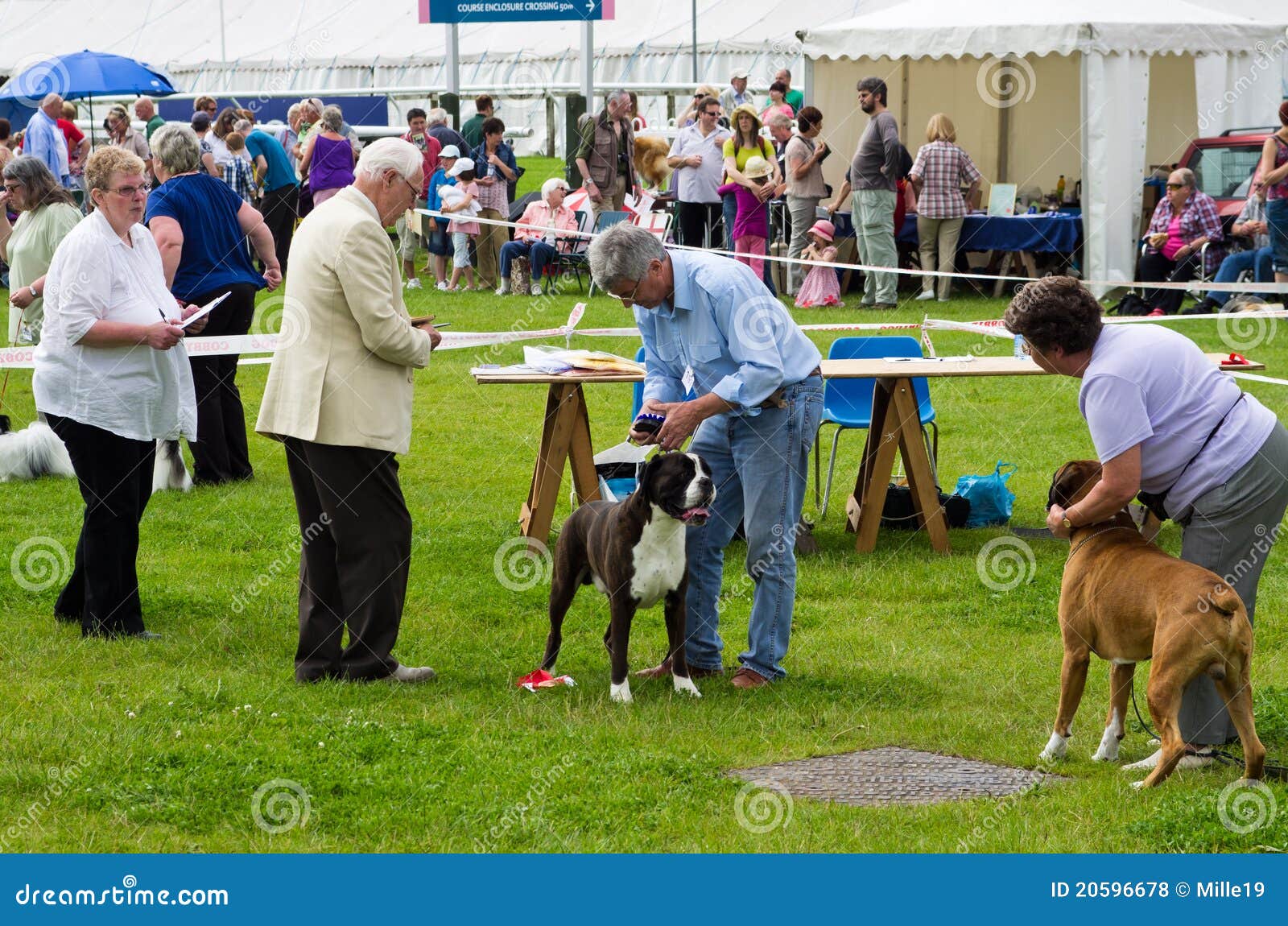 Dog Judging at Cartmel Show 2011 Editorial Stock Photo - Image of ...