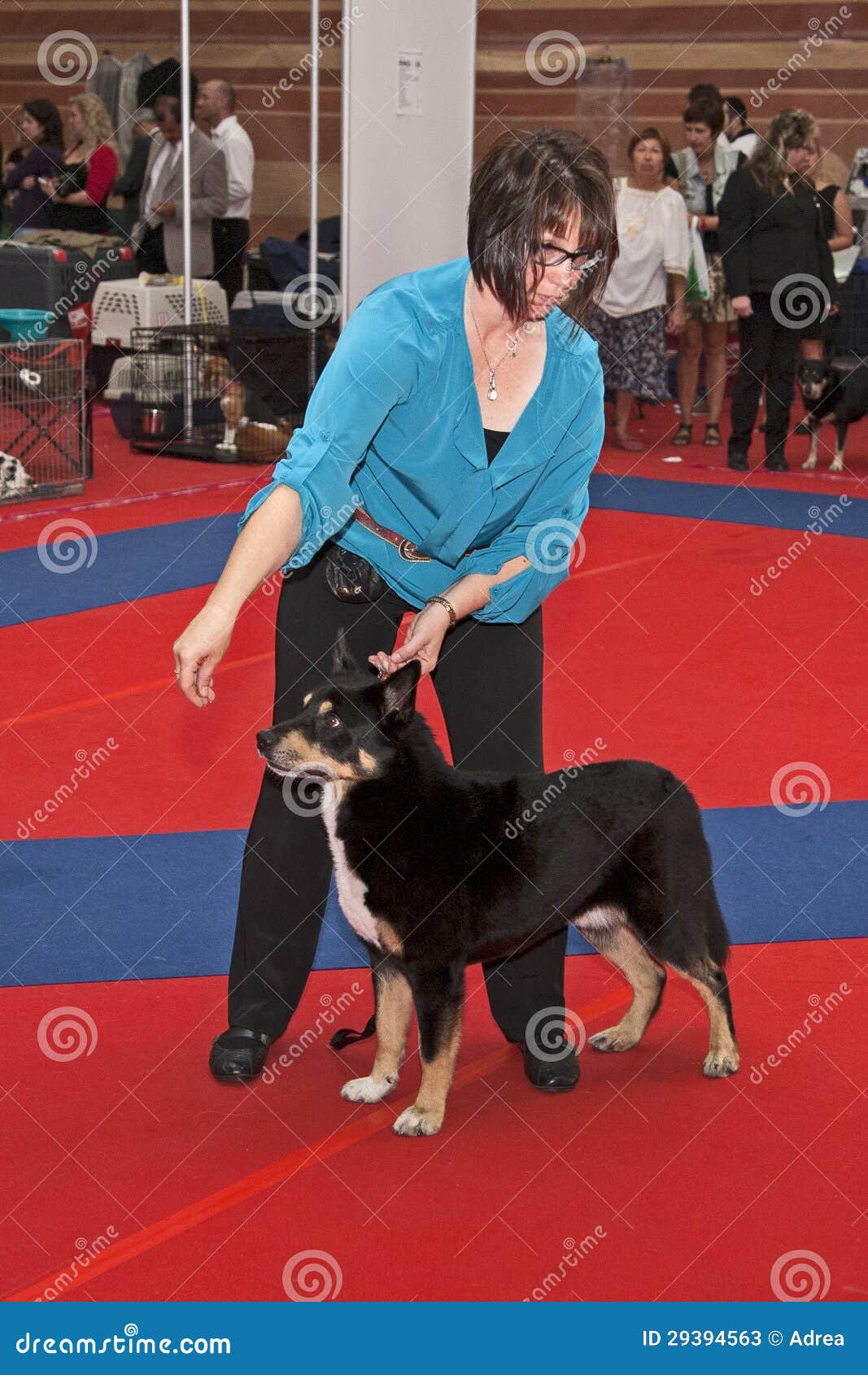 Handler Presenting His Dog To the Judge Editorial Stock Photo - Image ...