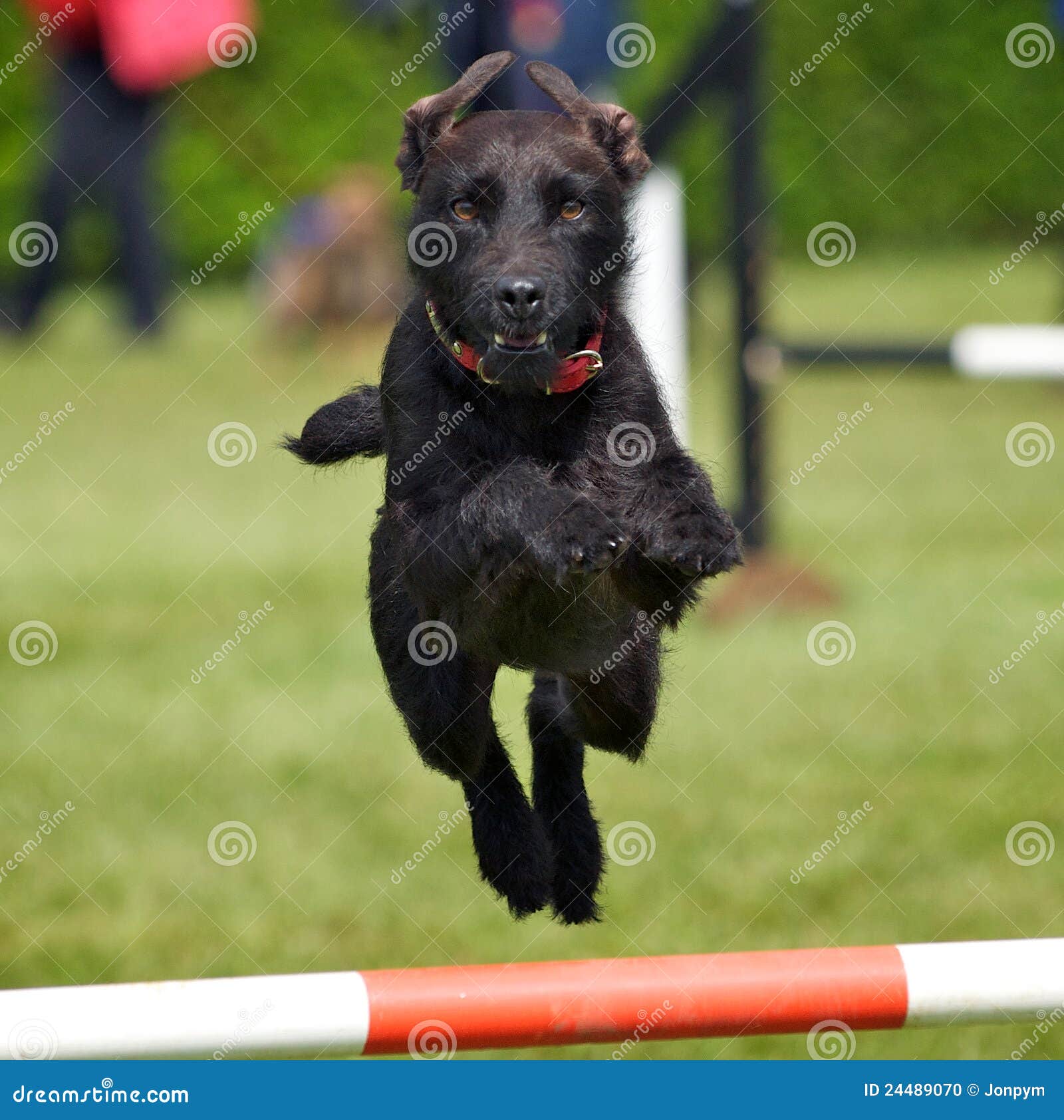 Dog Jump stock photo. Image of hurdle, activity, flying - 24489070